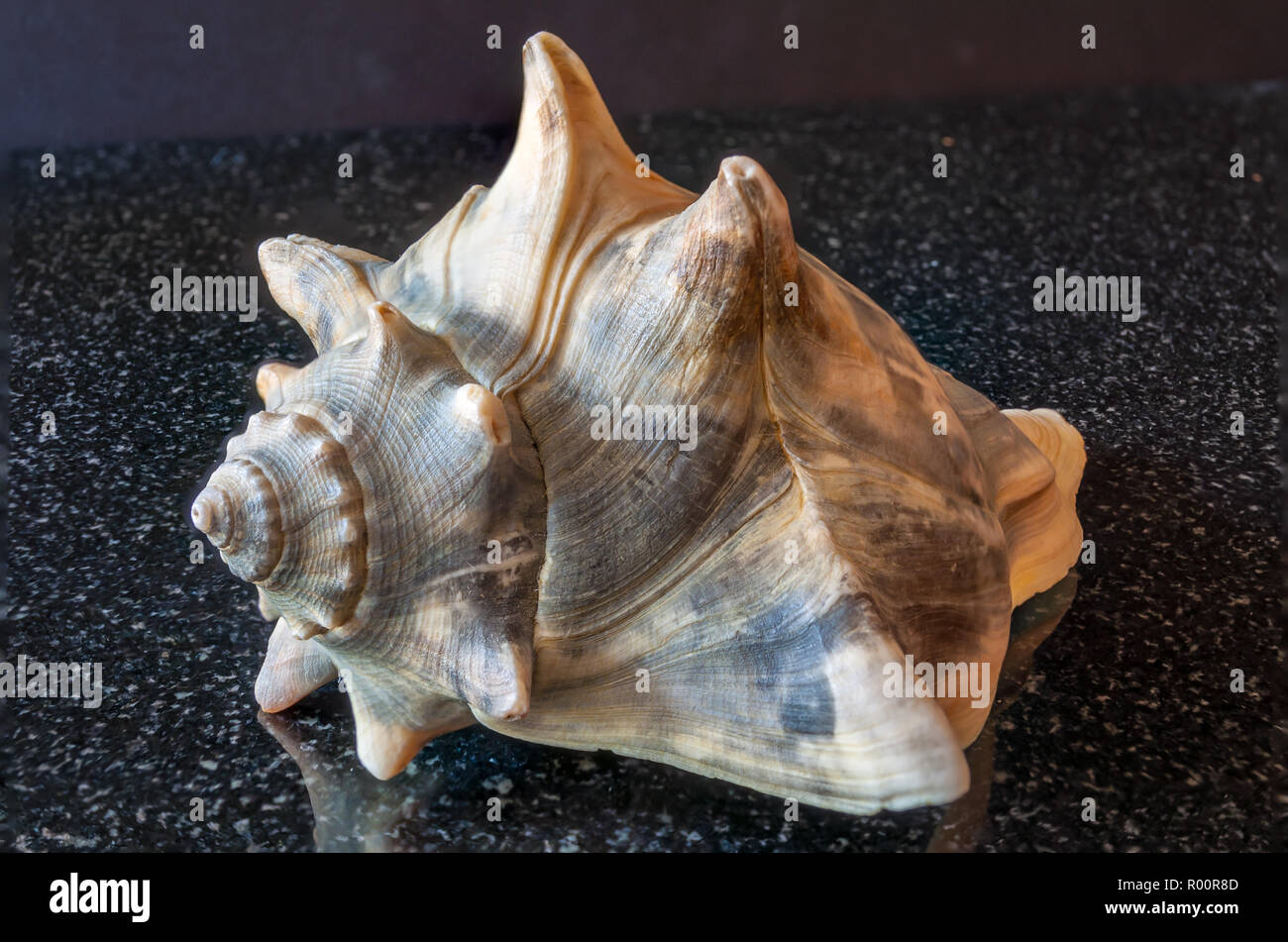 Pointy seashell hi-res stock photography and images - Alamy
