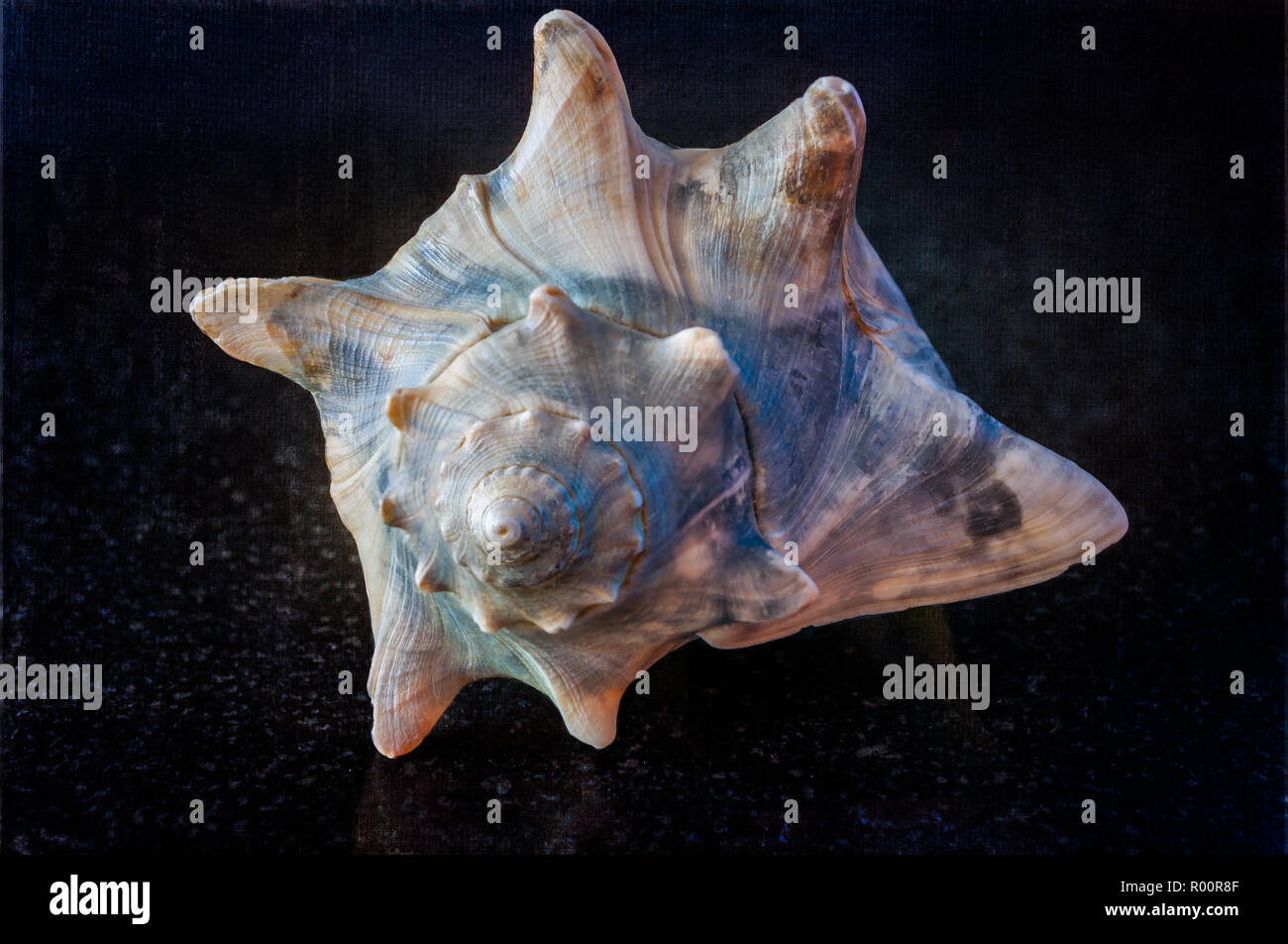 Pointy seashell hi-res stock photography and images - Alamy