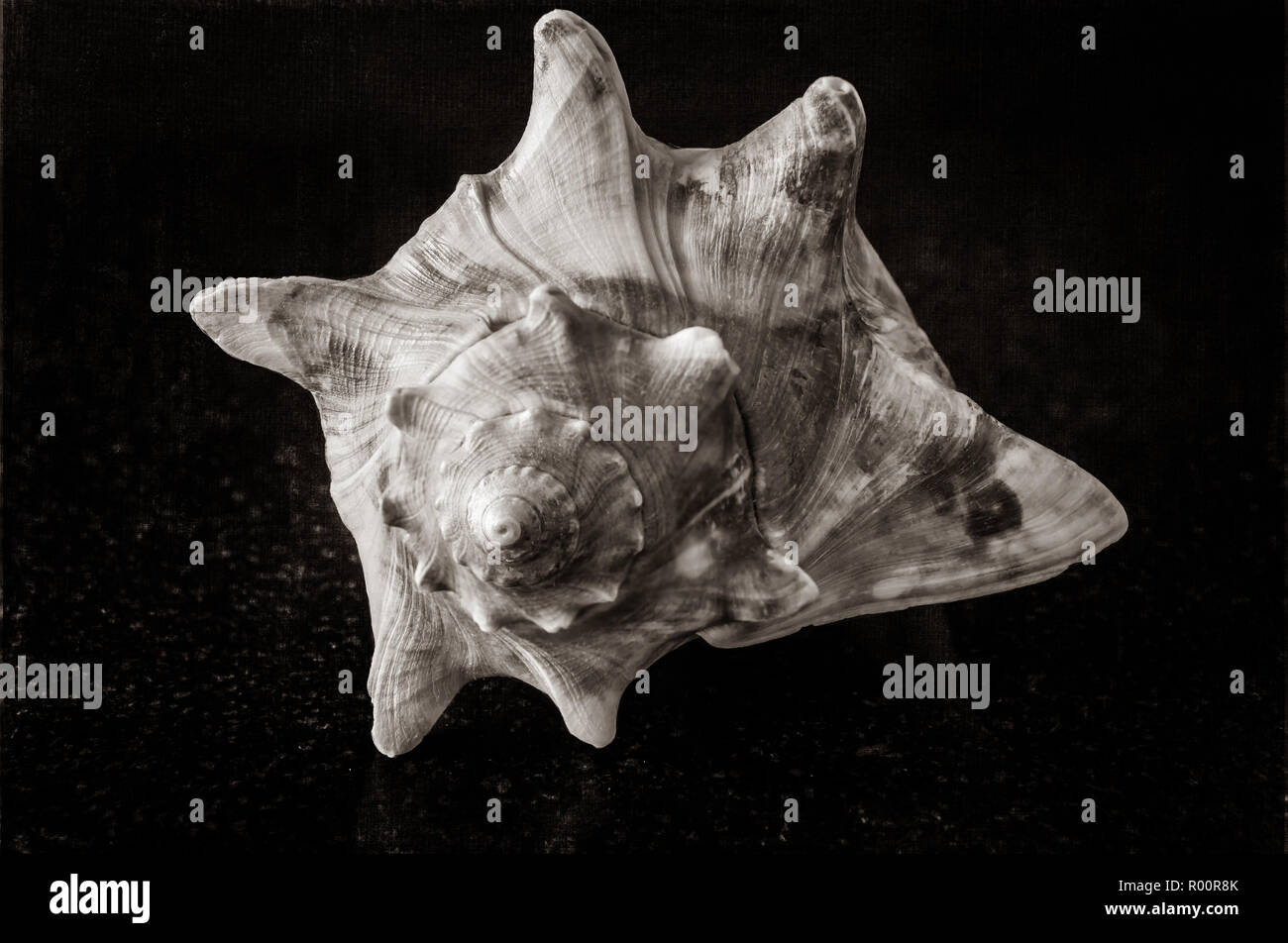 Pointy seashell hi-res stock photography and images - Alamy