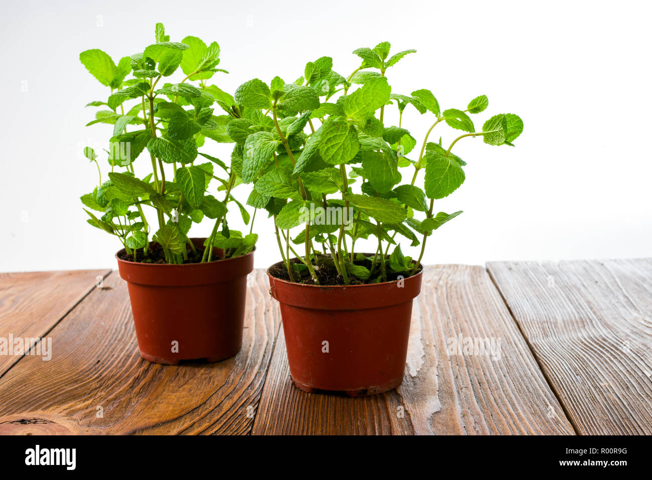 Mint bush on the table Stock Photo - Alamy