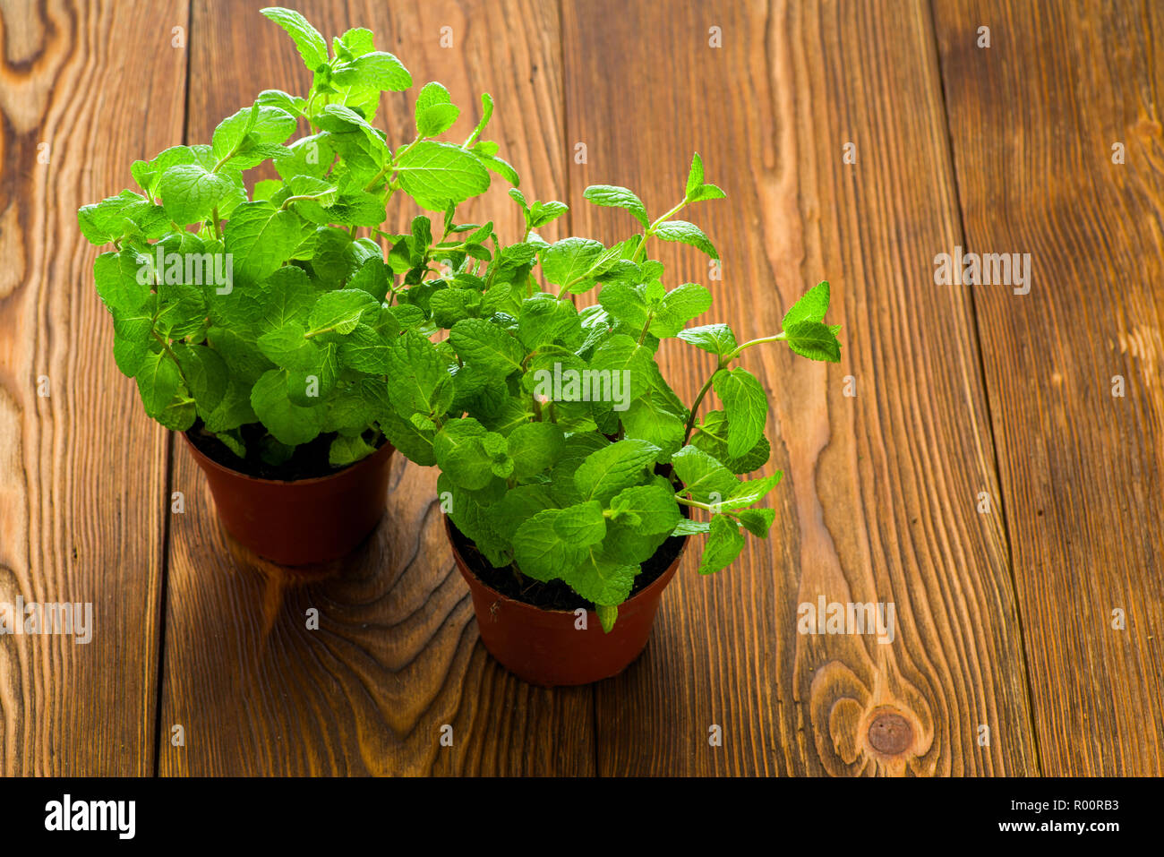 Mint bush on the table Stock Photo - Alamy