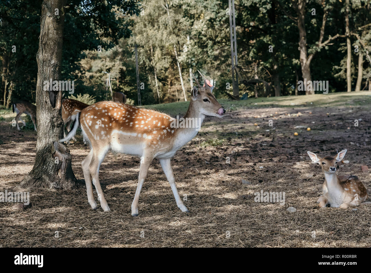 Photo of roe deer standing in a forest or eating acorn from hand Stock ...