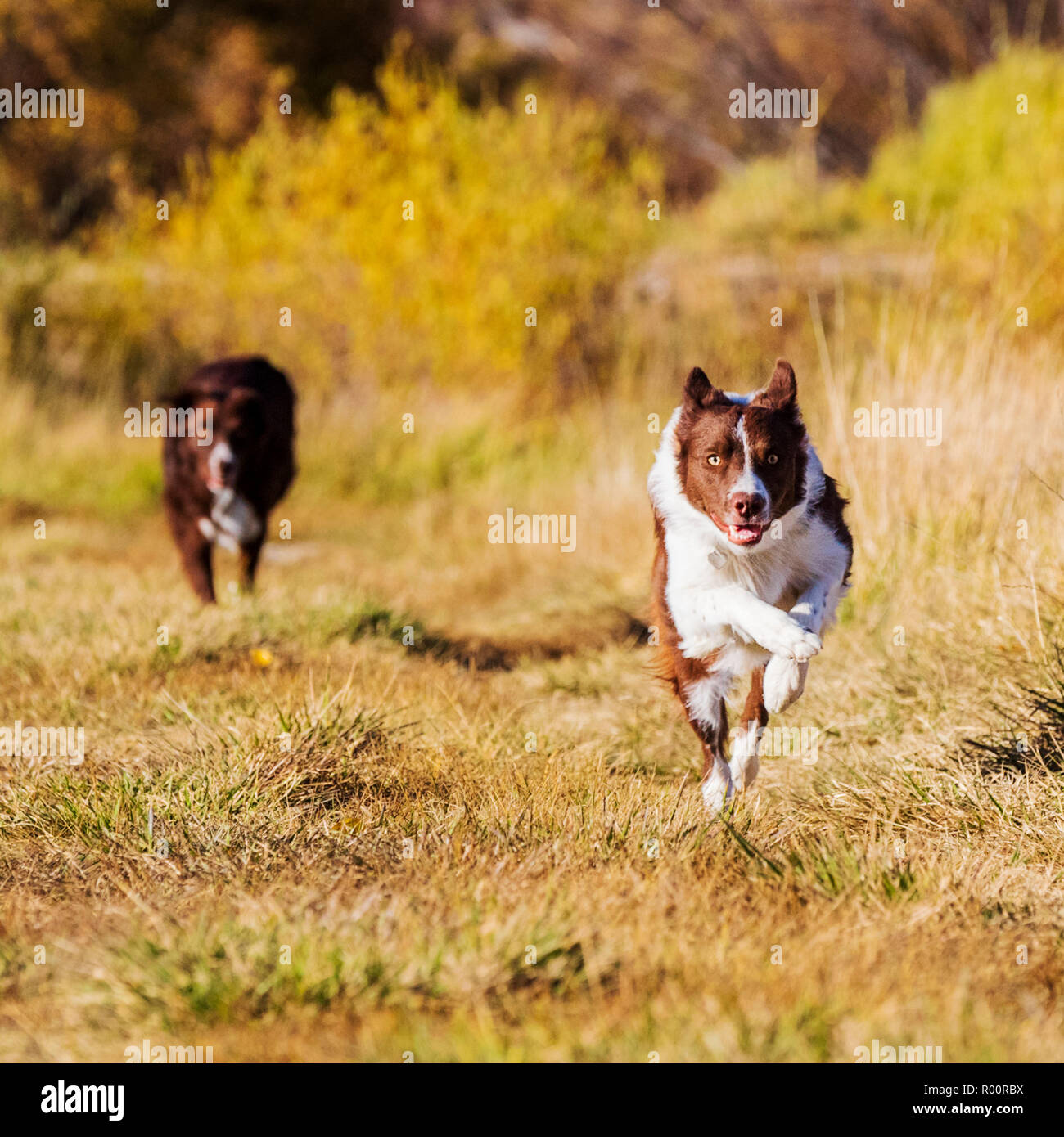 Two Border Collie dogs running outside in a park near Salida; Colorado ...