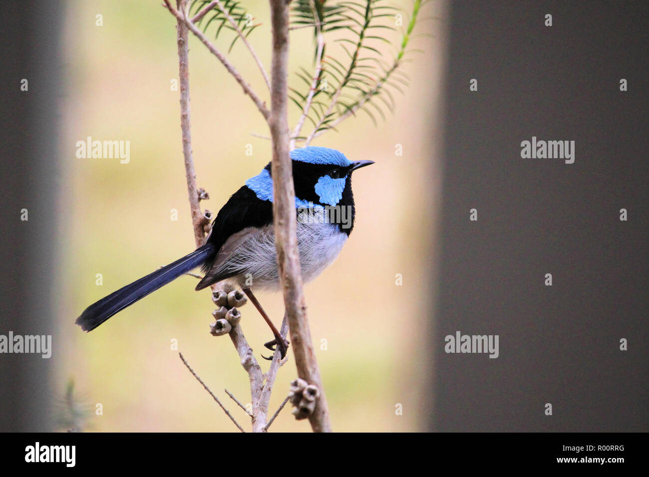 Superb Fairy-wren (Malurus cyaneus) -male, South Australia Stock Photo ...