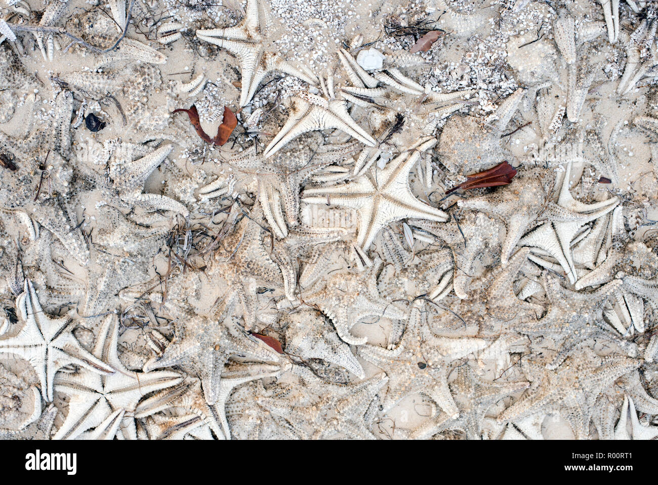 Starfish skeleton hi-res stock photography and images - Alamy