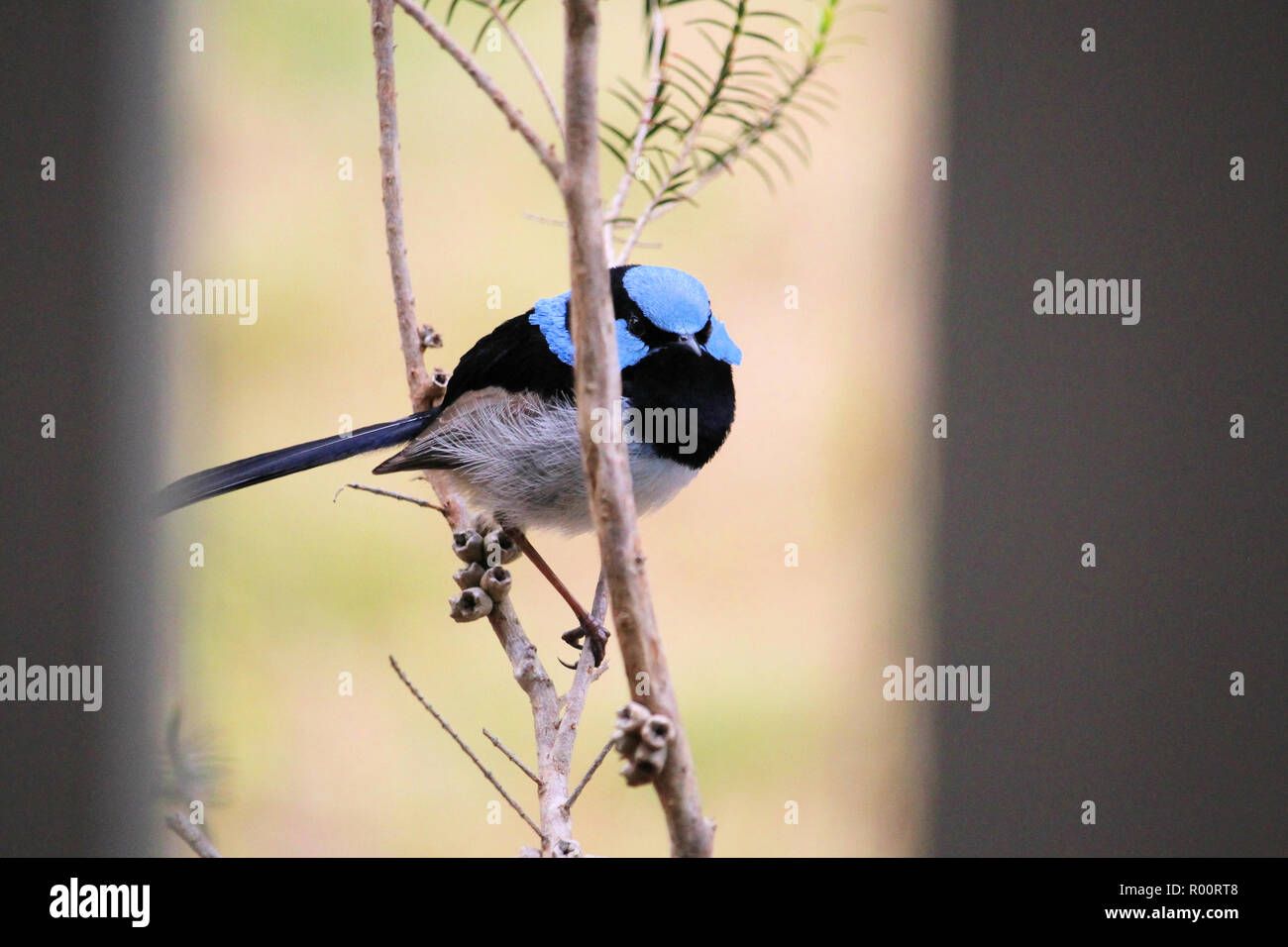 Australian fairy wren hi-res stock photography and images - Alamy