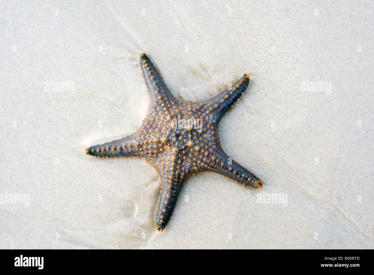Australian seastar hi-res stock photography and images - Alamy