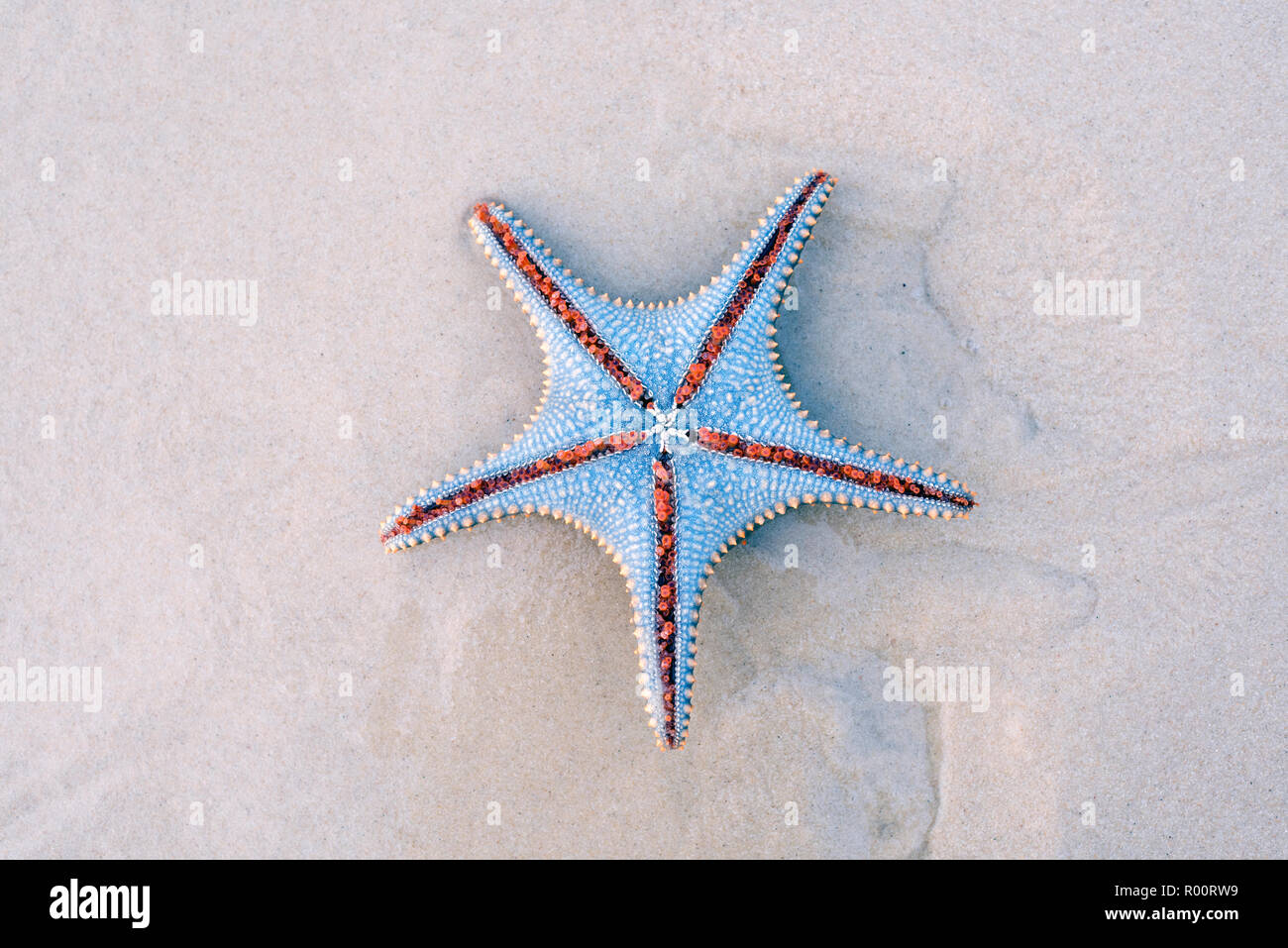 Colourful underneath of Starfish on Beach at Tangalooma Resort, Moreton ...