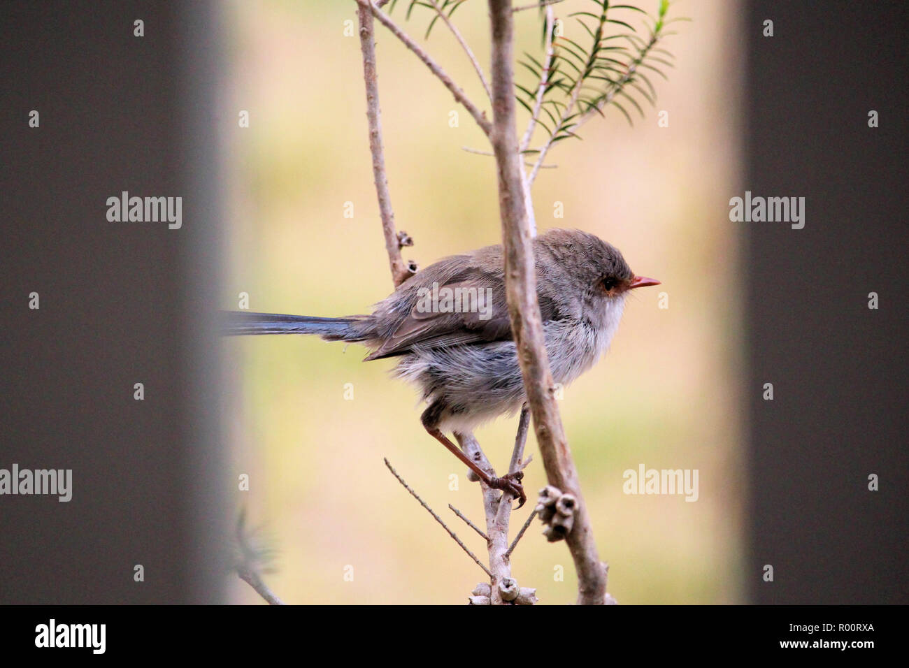 Superb Fairy-wren (Malurus cyaneus), female, South Australia Stock ...