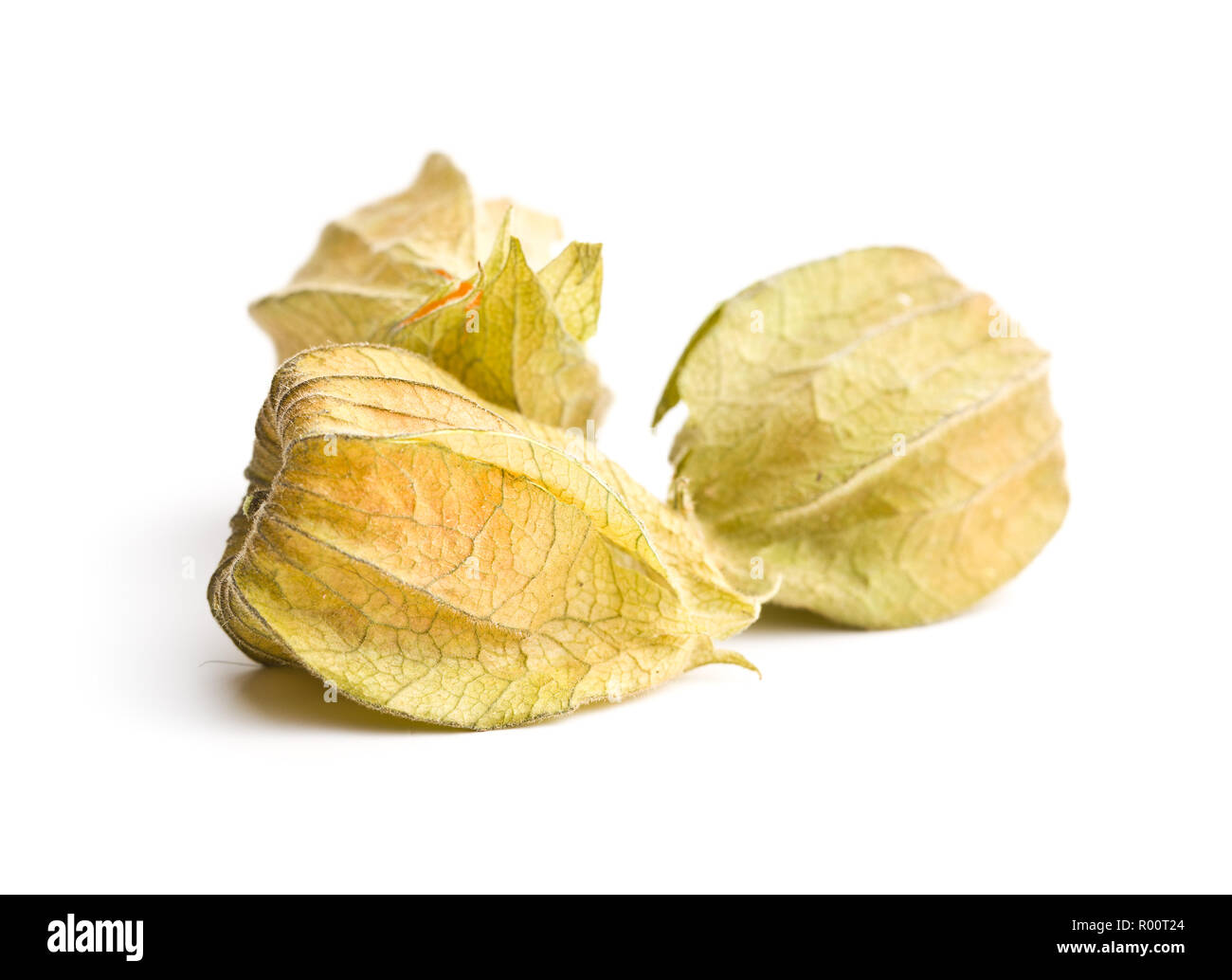 Physalis peruviana fruit isolated on white background Stock Photo - Alamy