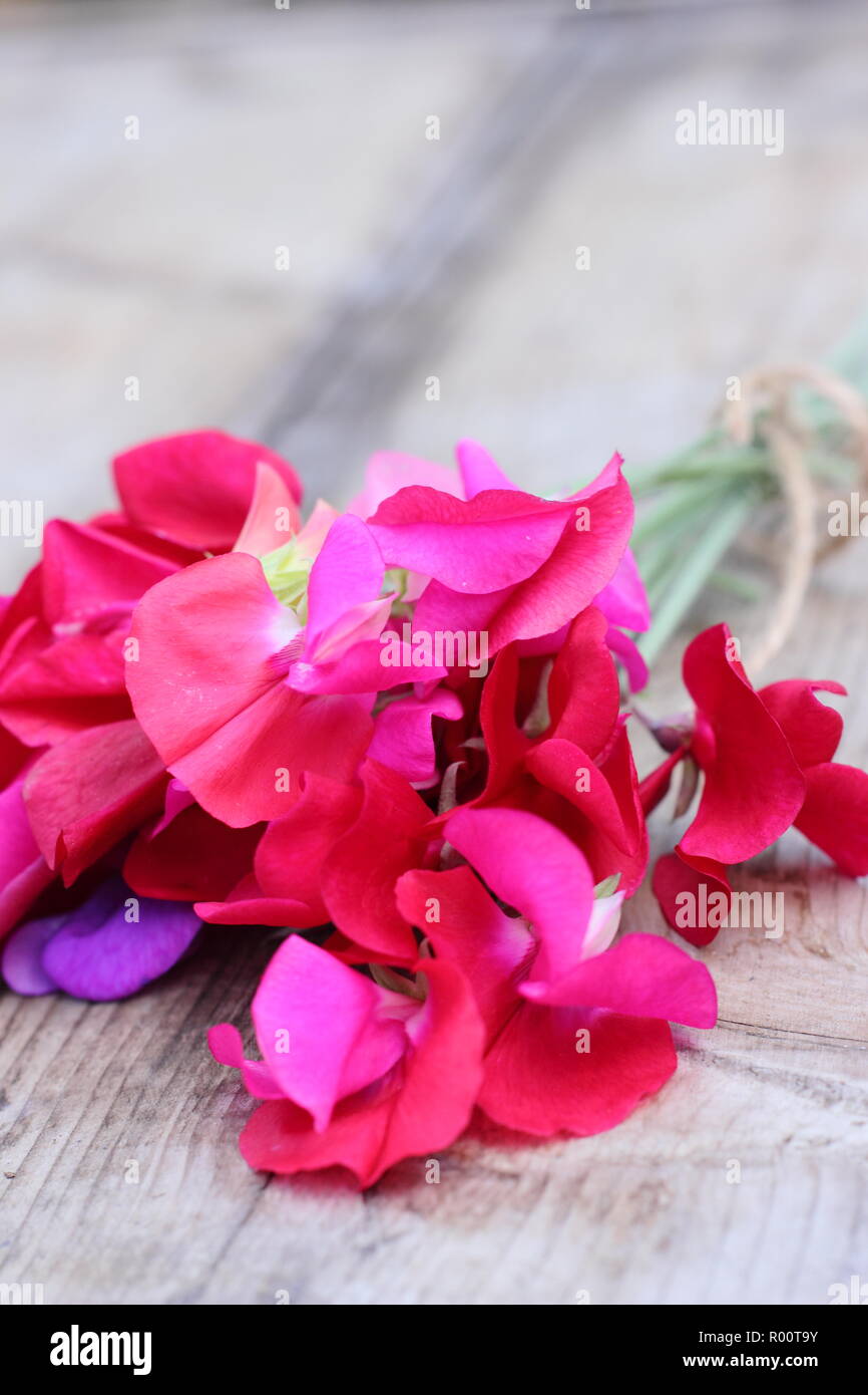 Lathyrus odoratus. Freshly picked bunch of Spencer sweet pea flowers on ...