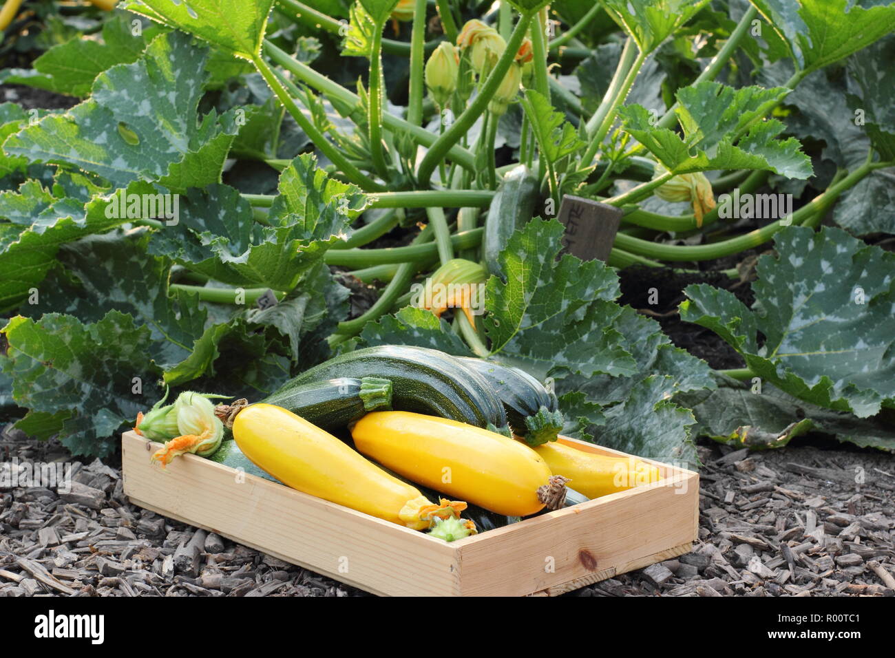 Green bush hi-res stock photography and images - Alamy