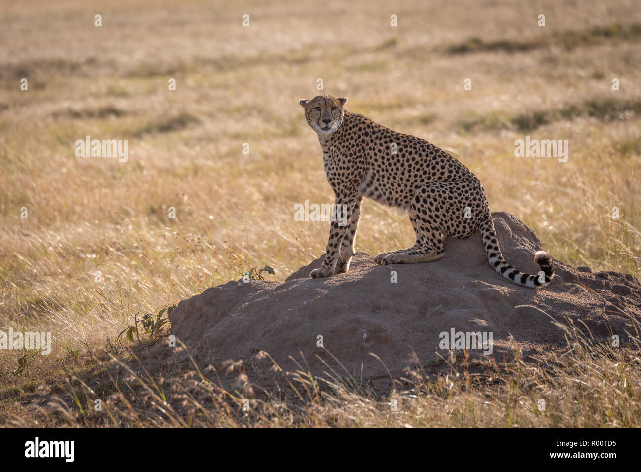 Cheetah sits on termite mound turning head Stock Photo - Alamy