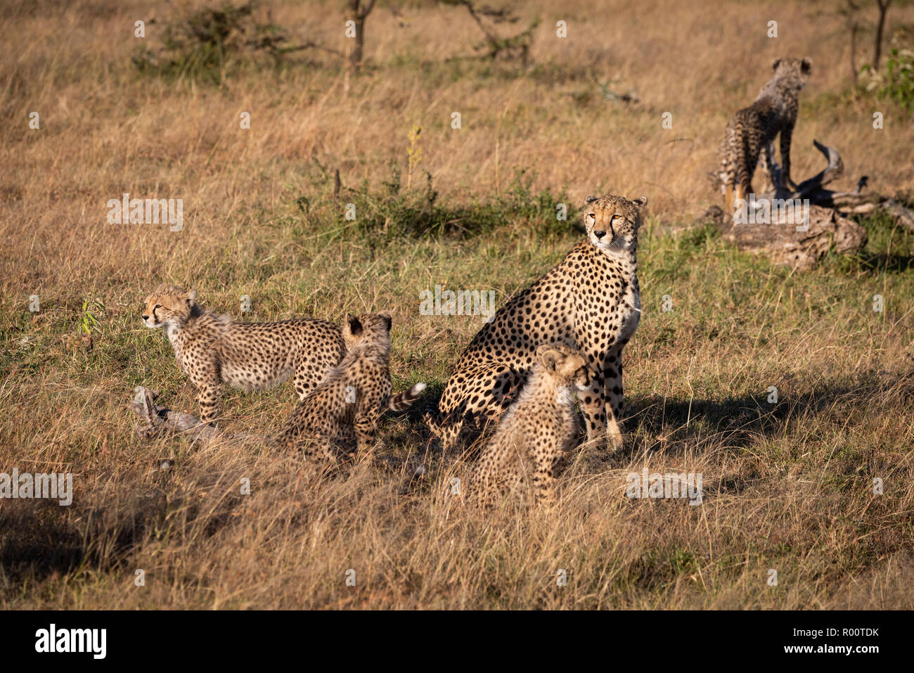 Cheetah sits with four cubs on savannah Stock Photo - Alamy