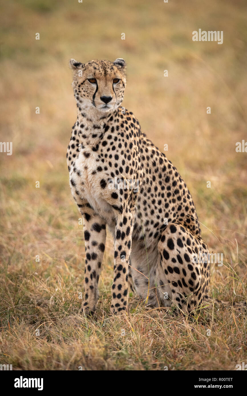 Cheetah sitting in grassy plain turning head Stock Photo - Alamy
