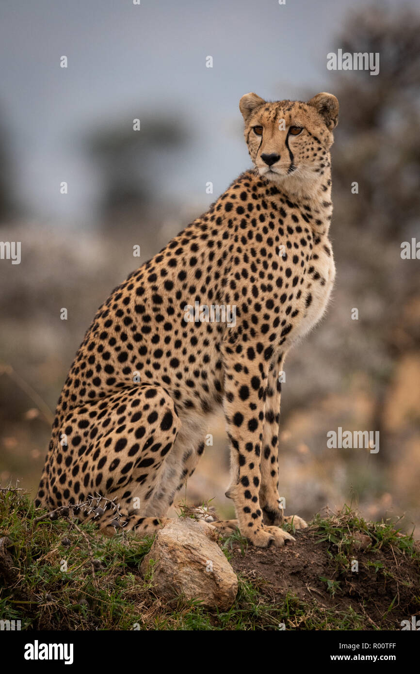 Cheetah sitting on grassy mound turning head Stock Photo - Alamy