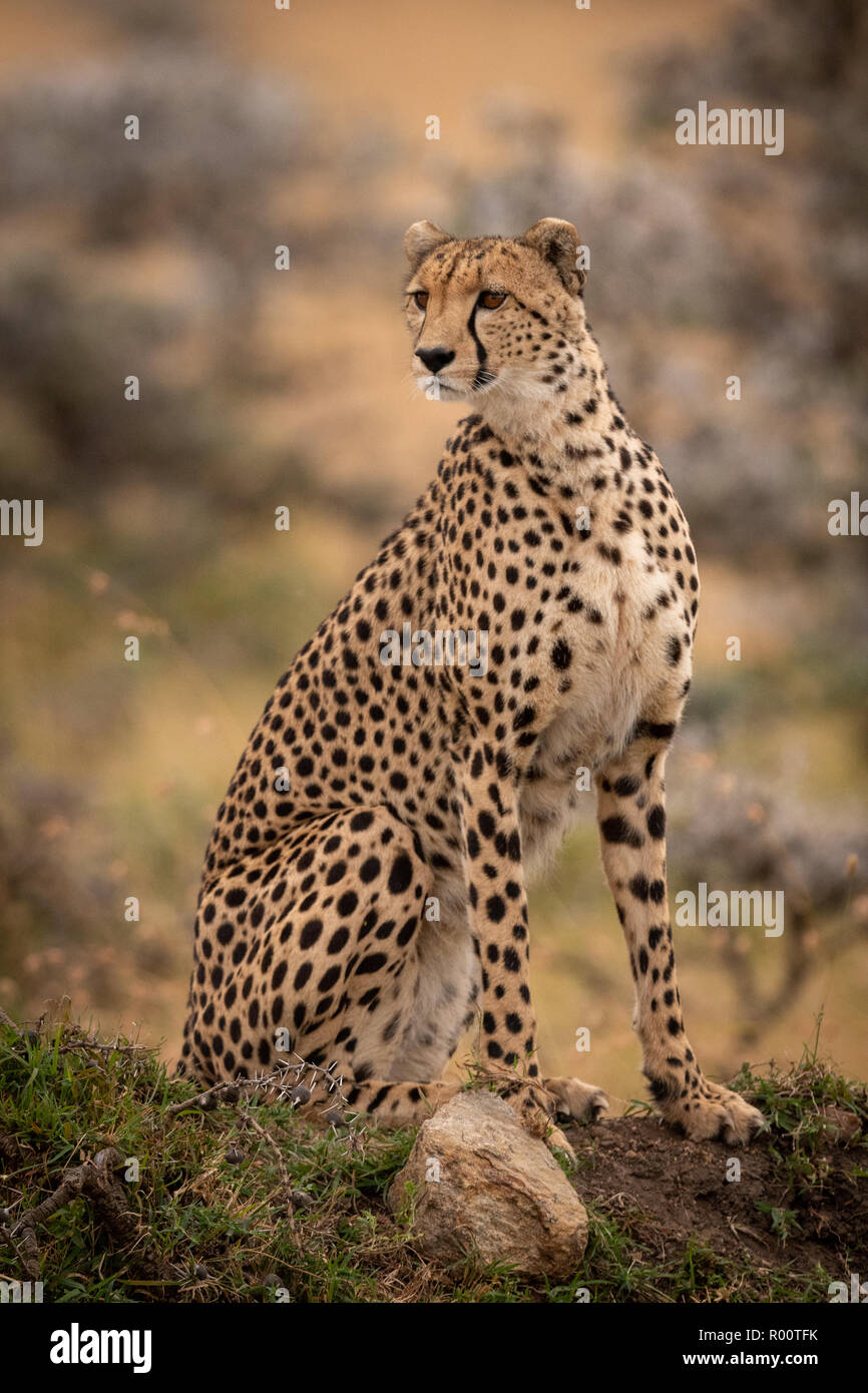 Cheetah sitting on grassy mound looks round Stock Photo - Alamy