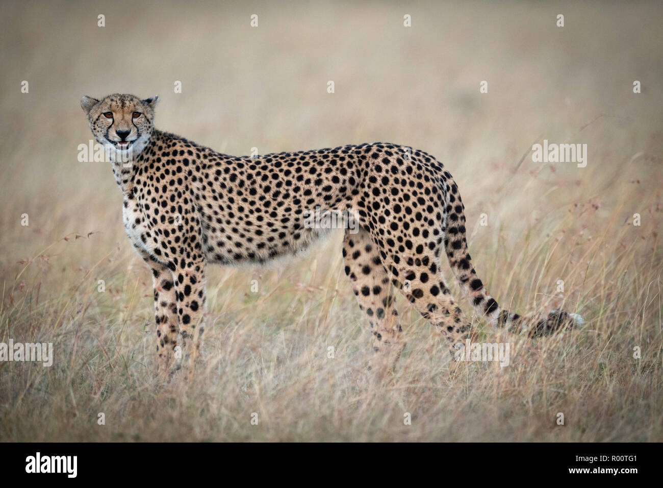 Cheetah standing in grass appearing to smile Stock Photo - Alamy