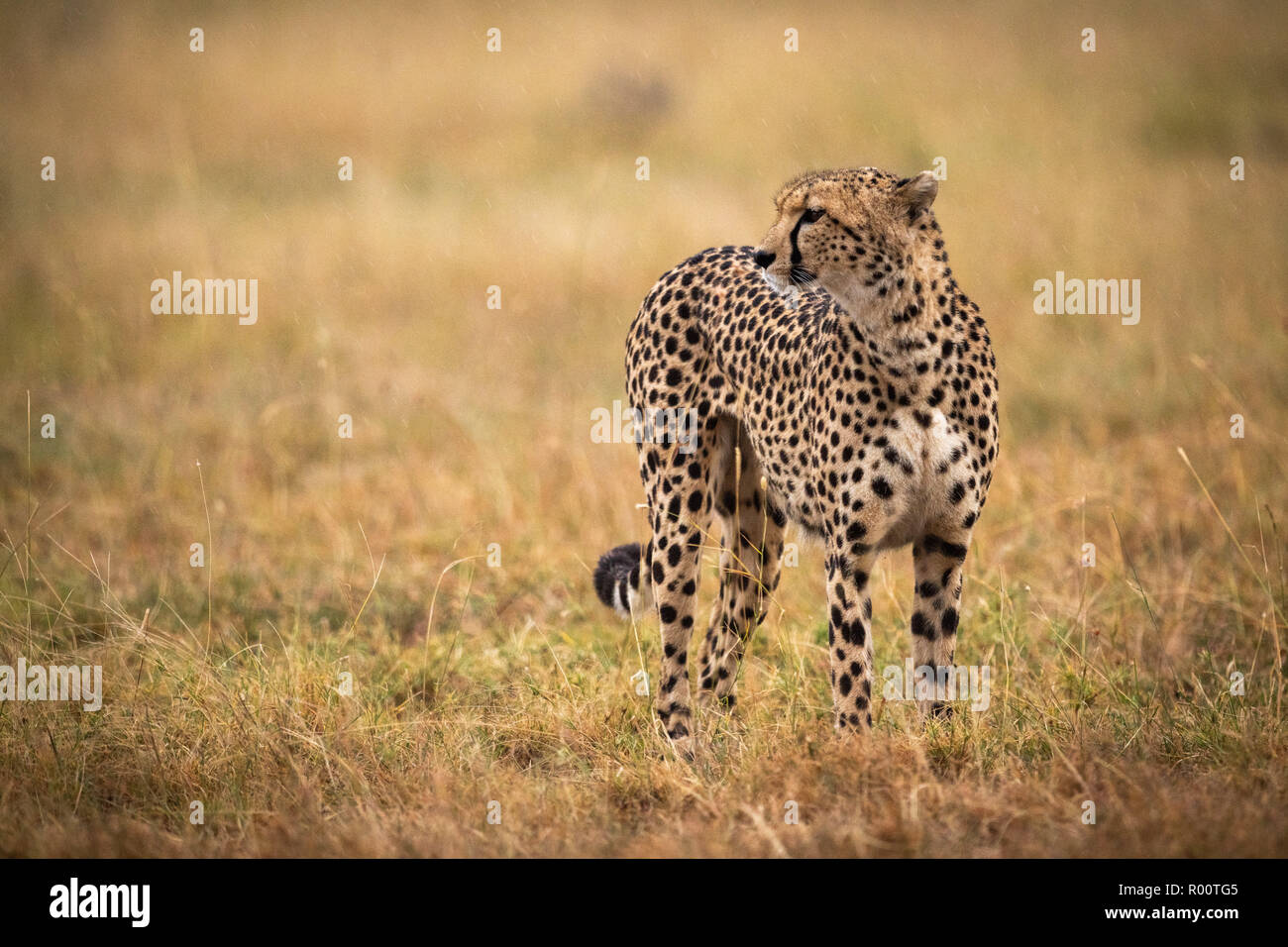 Cheetah standing in grass with head turned Stock Photo - Alamy