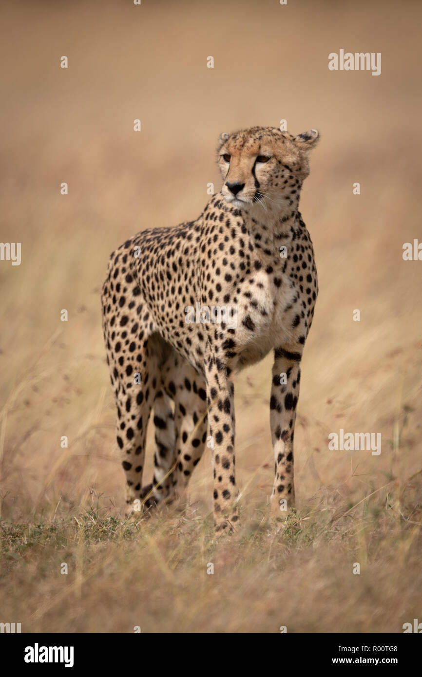 Cheetah standing in long grass facing left Stock Photo - Alamy