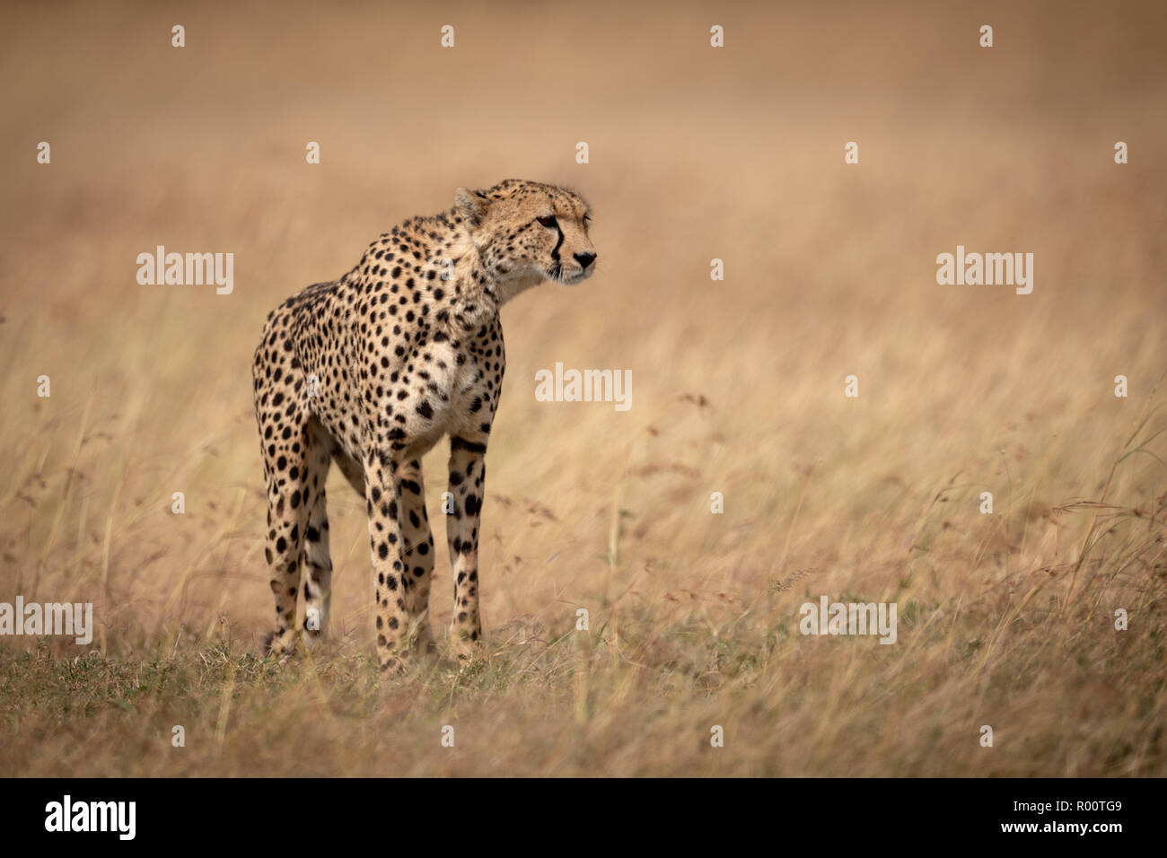 Cheetah facing right hi-res stock photography and images - Alamy