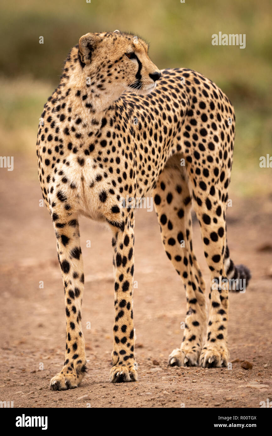 Cheetah standing on track with head raised Stock Photo - Alamy