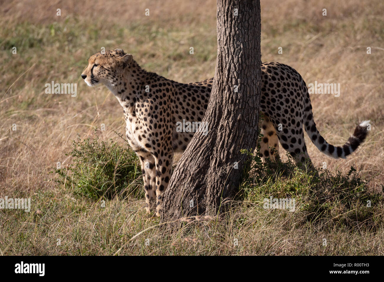 Cheetah stands behind tree trunk in grass Stock Photo - Alamy