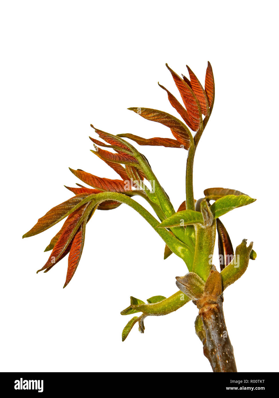 Walnut sprout hi-res stock photography and images - Alamy