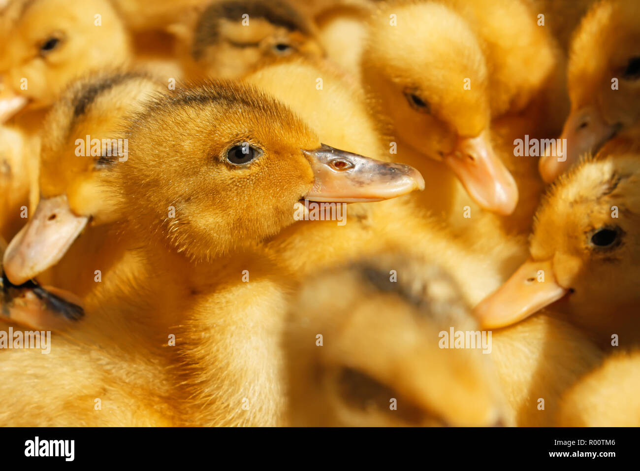 Portrait of small domestic duckling against the background of the flock ...