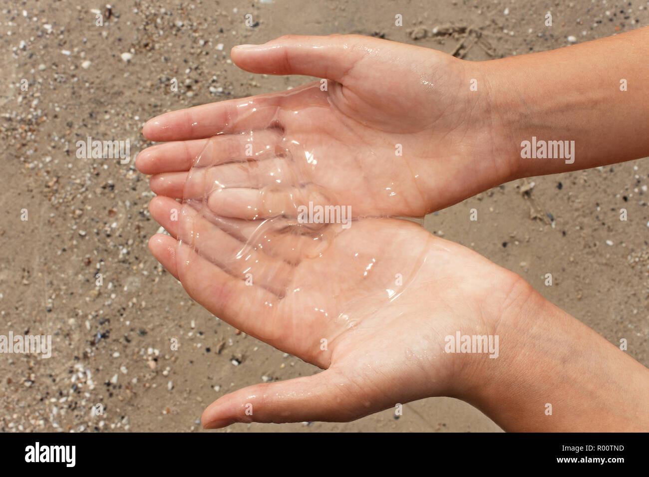 The small translucent jellyfish in women's hands on the fuzzy sand ...