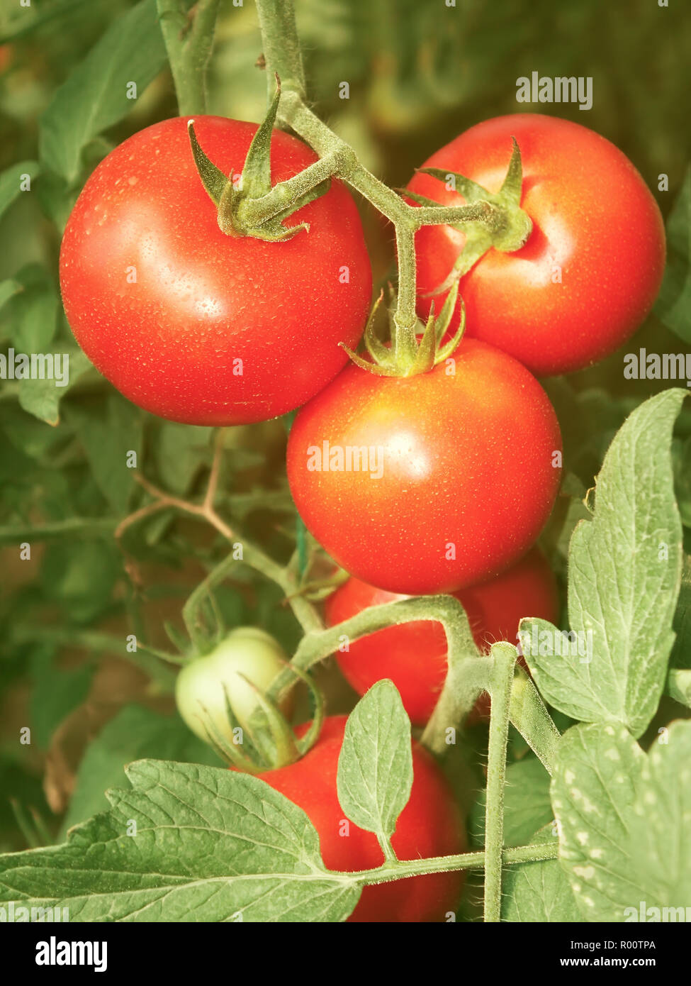 Dirty tomatoes hi-res stock photography and images - Alamy
