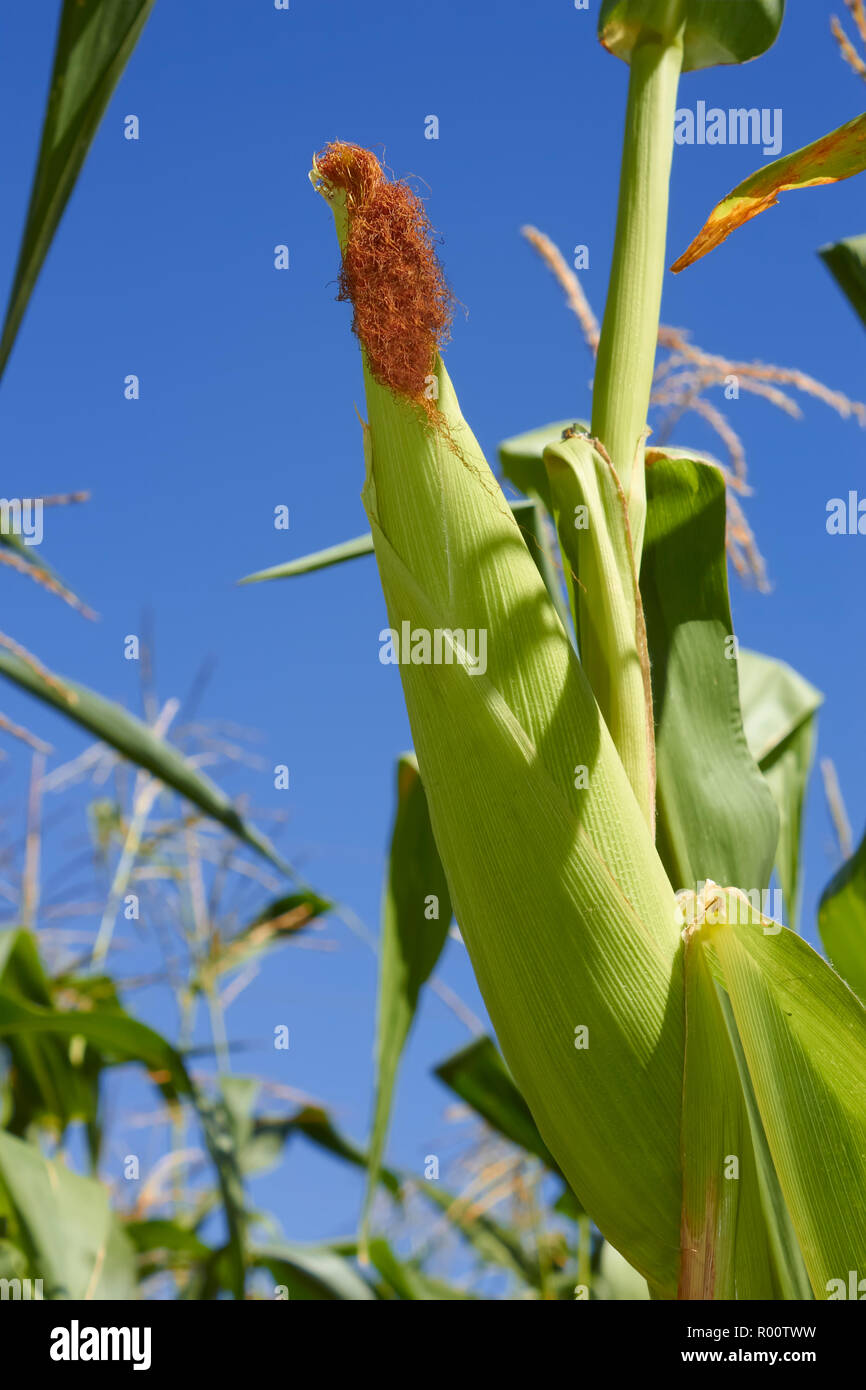 Top corn against the background of a blue sky Stock Photo - Alamy