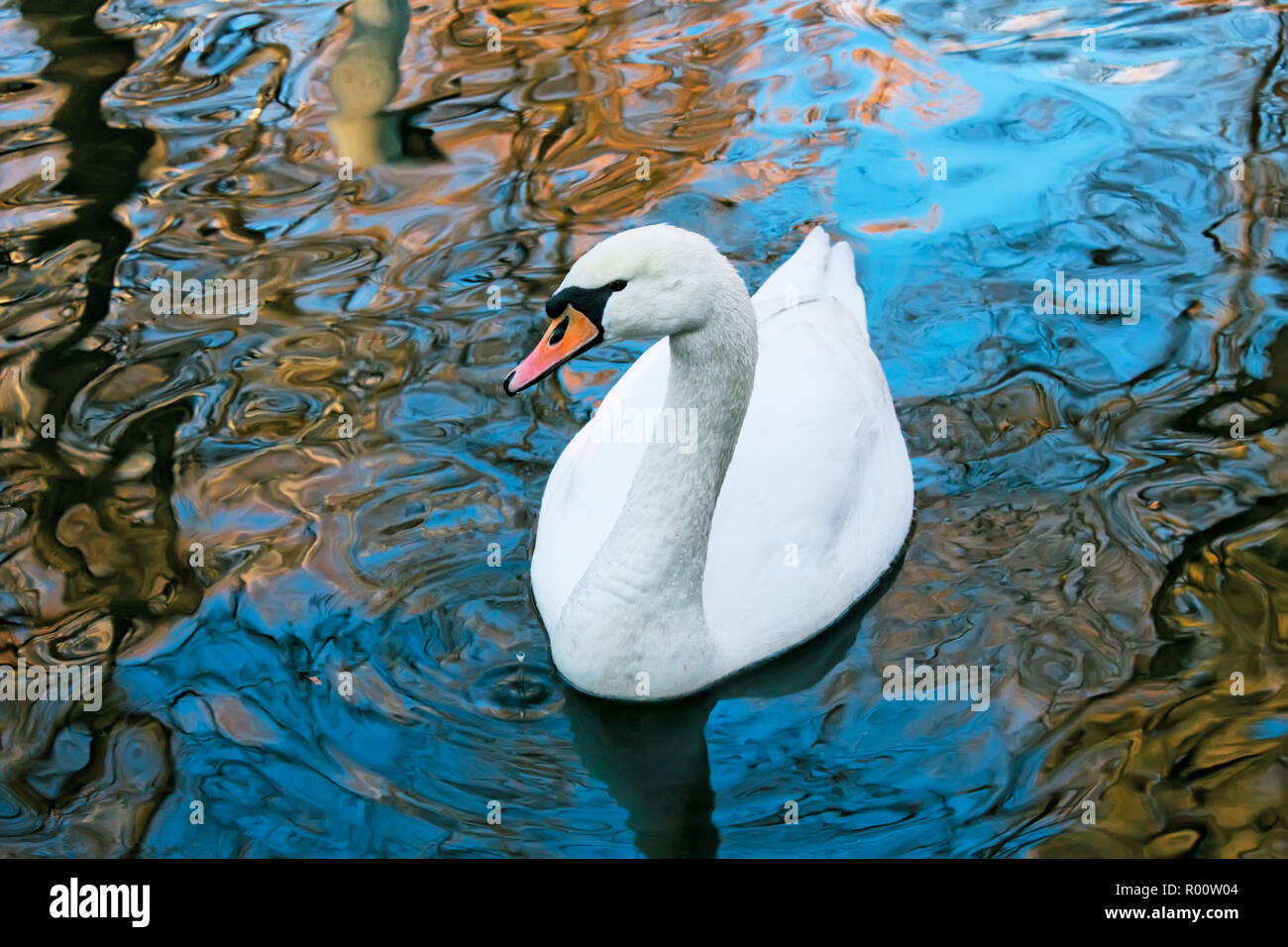 Adult white swan floats hi-res stock photography and images - Alamy