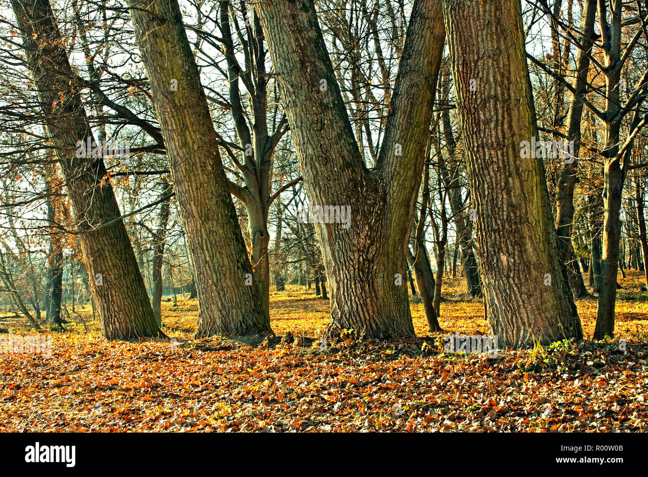 Large trunks hi-res stock photography and images - Alamy