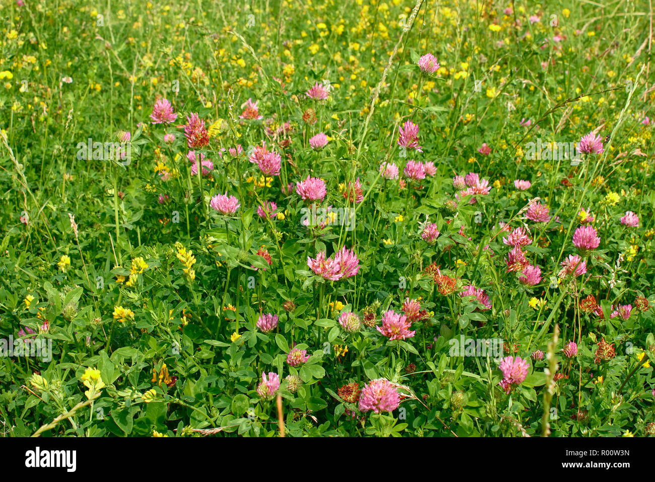 Bean clover hi-res stock photography and images - Alamy