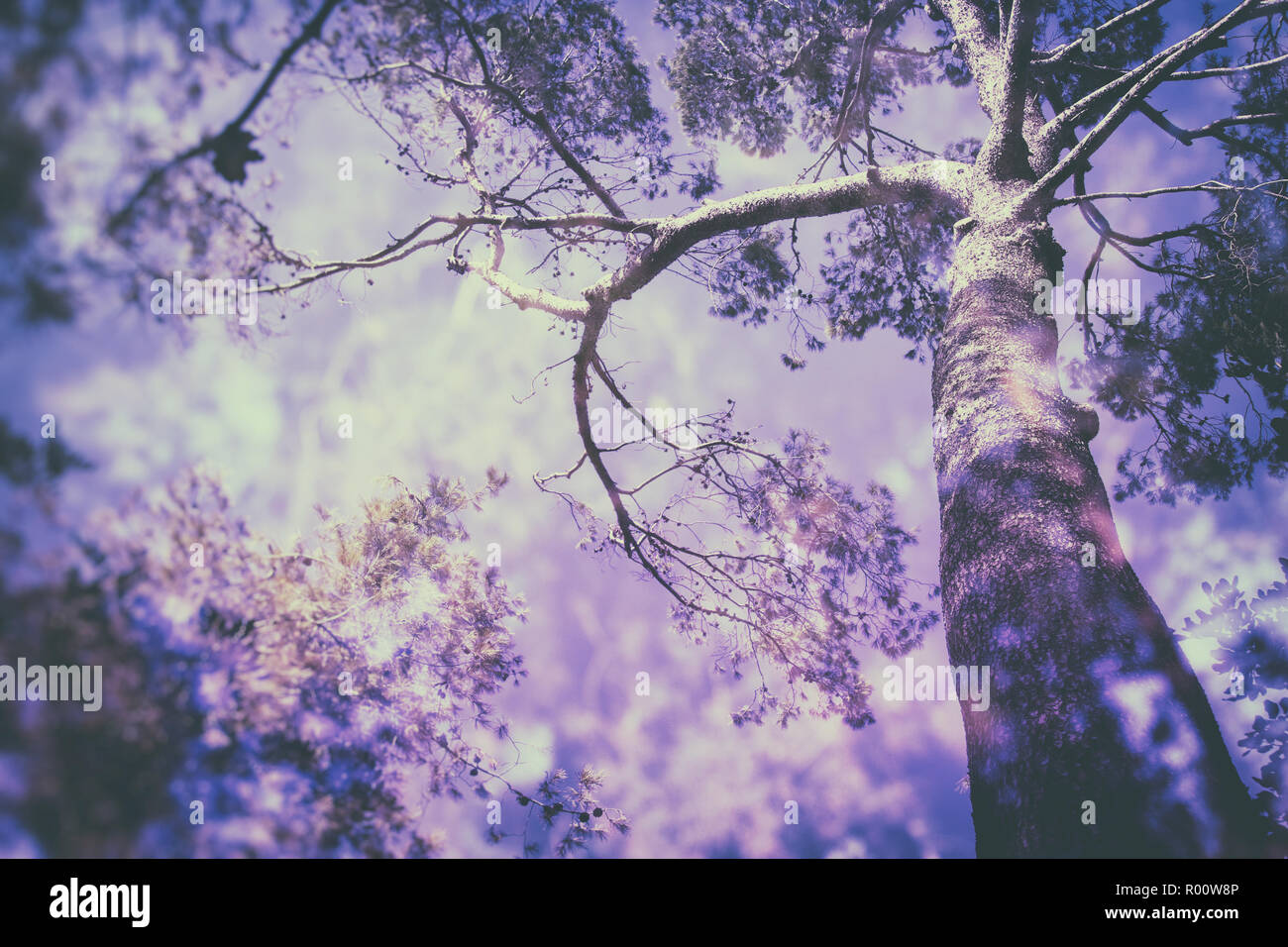 Ultra Violet background effect with double exposure and abstract trees ...