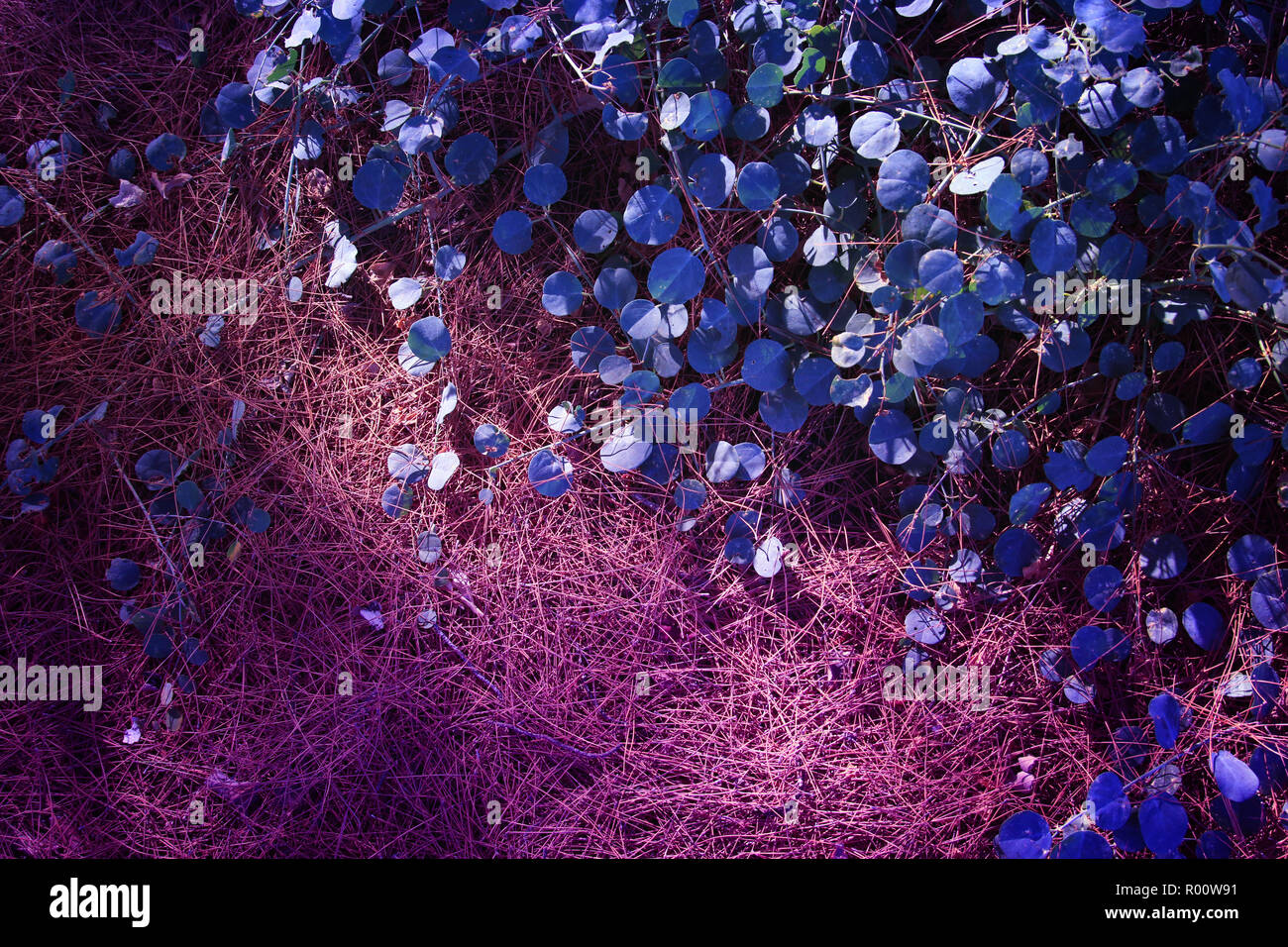 Ultra Violet background effect with forest fresh flora Stock Photo - Alamy