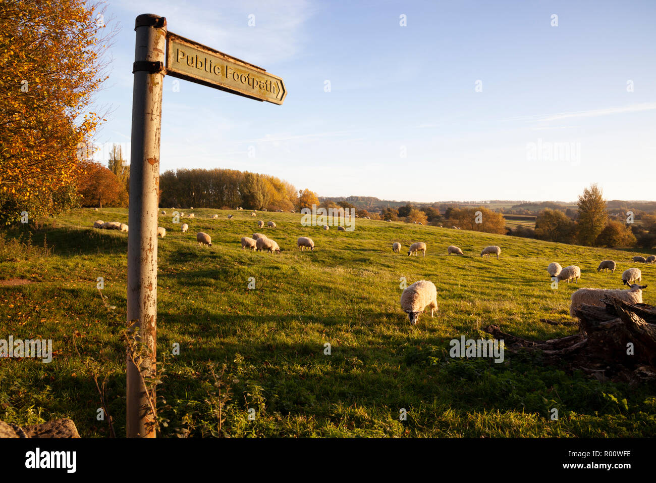 Sheep grazing sign uk hi-res stock photography and images - Alamy