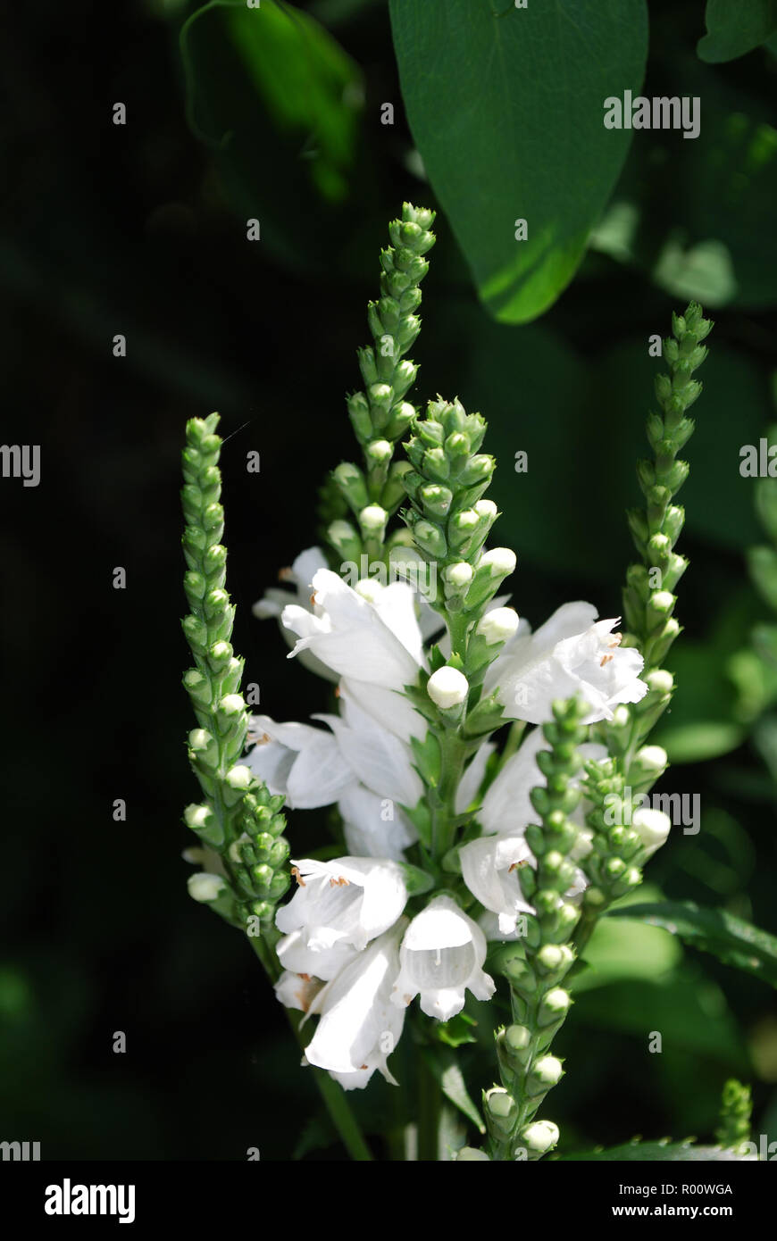 Pretty white blooming obedient plant flowering in a garden Stock Photo ...