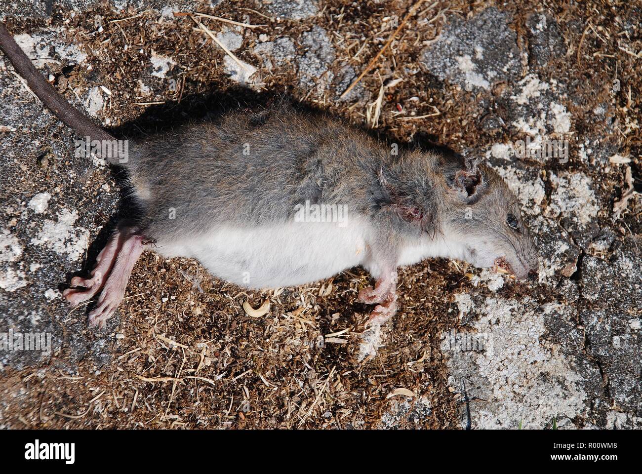 A dead rat on the ground at Lakka on the Greek island of Paxos Stock ...