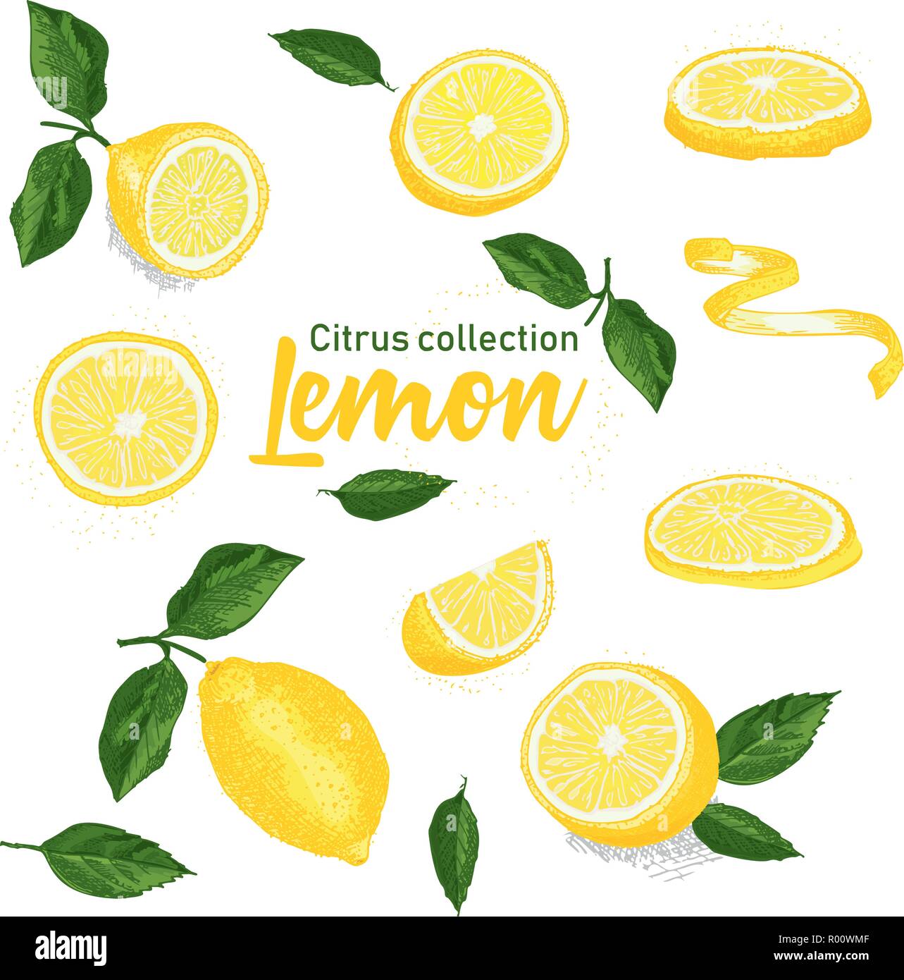 Color set of hand drawn tropical citrus fruit. Lemon. Ink sketch style ...