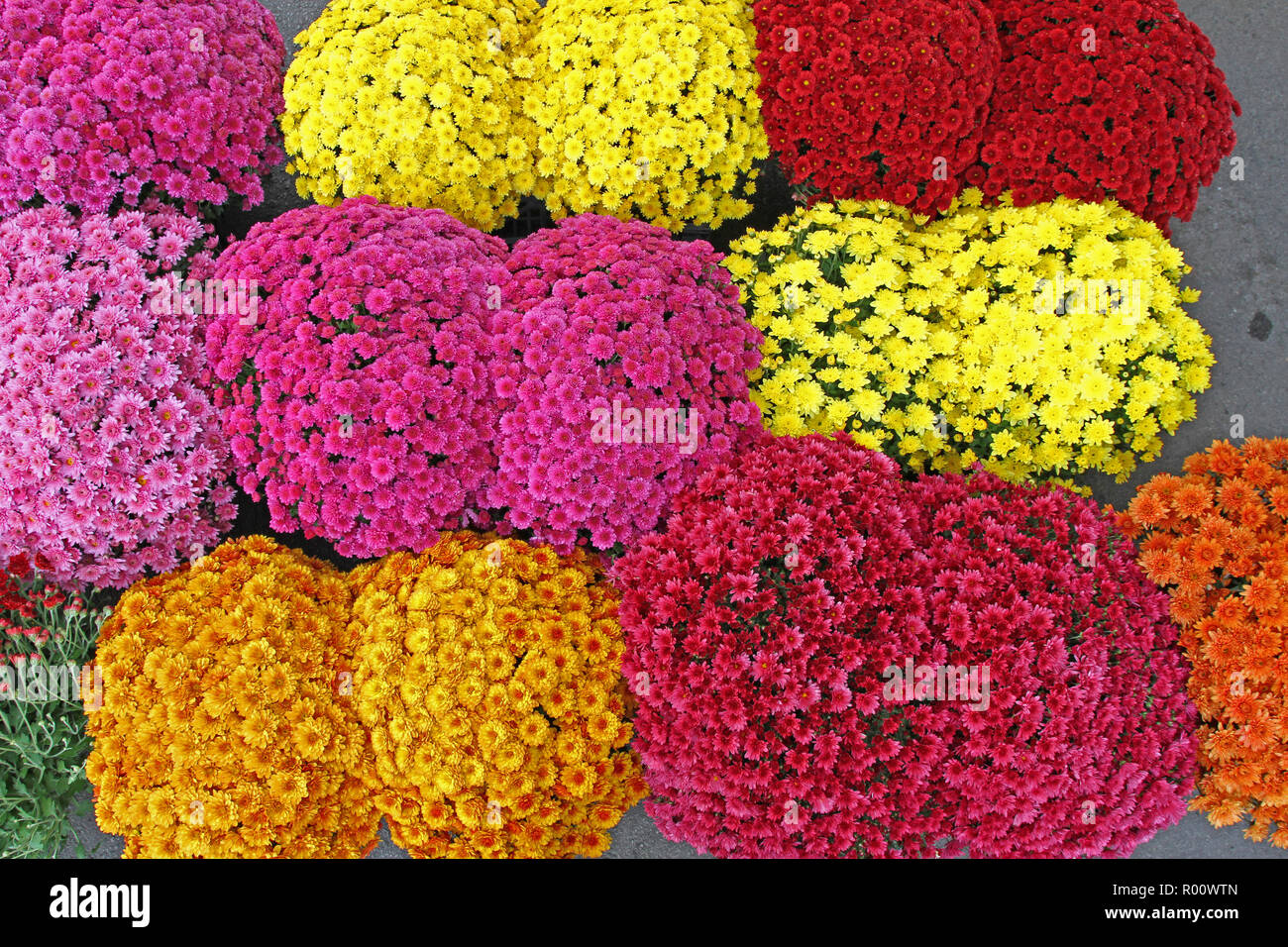 A bouquet of beautiful chrysanthemum flowers outdoors. Chrysanthemums ...