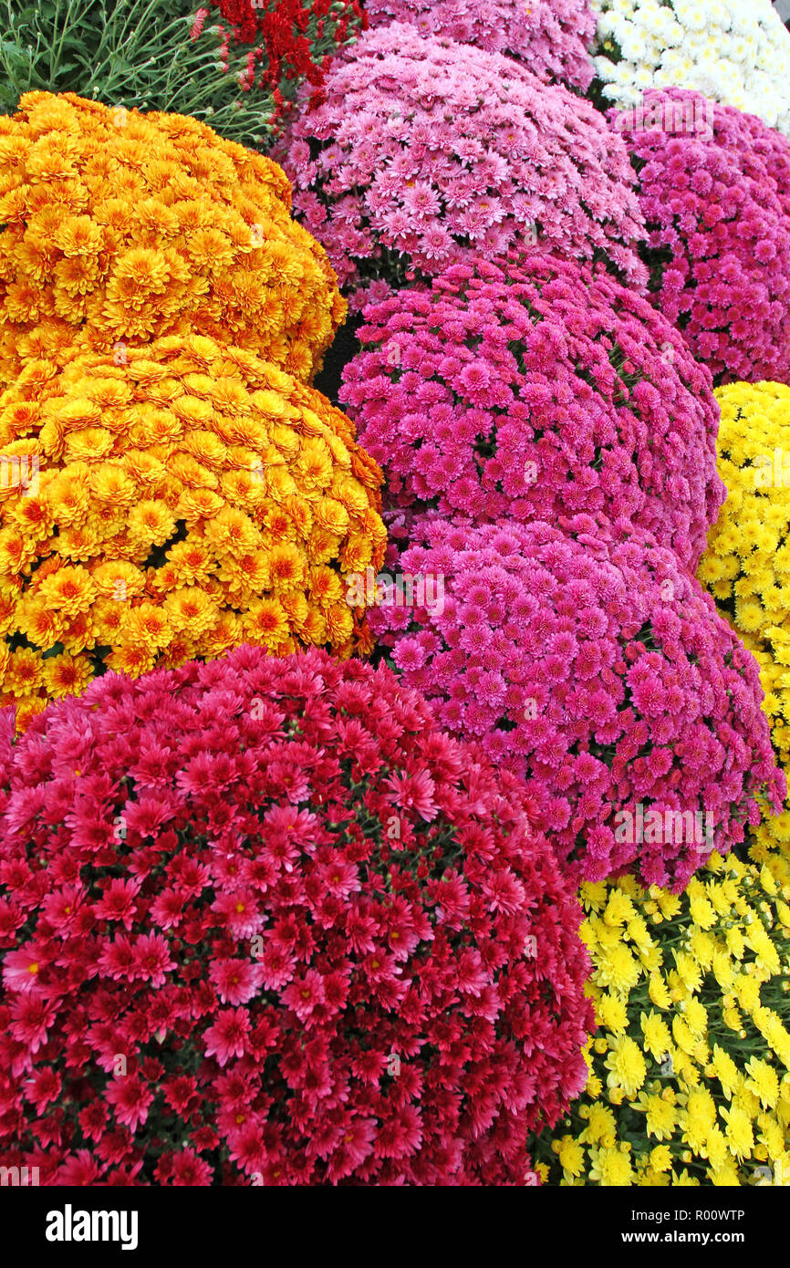 A bouquet of beautiful chrysanthemum flowers outdoors. Chrysanthemums ...