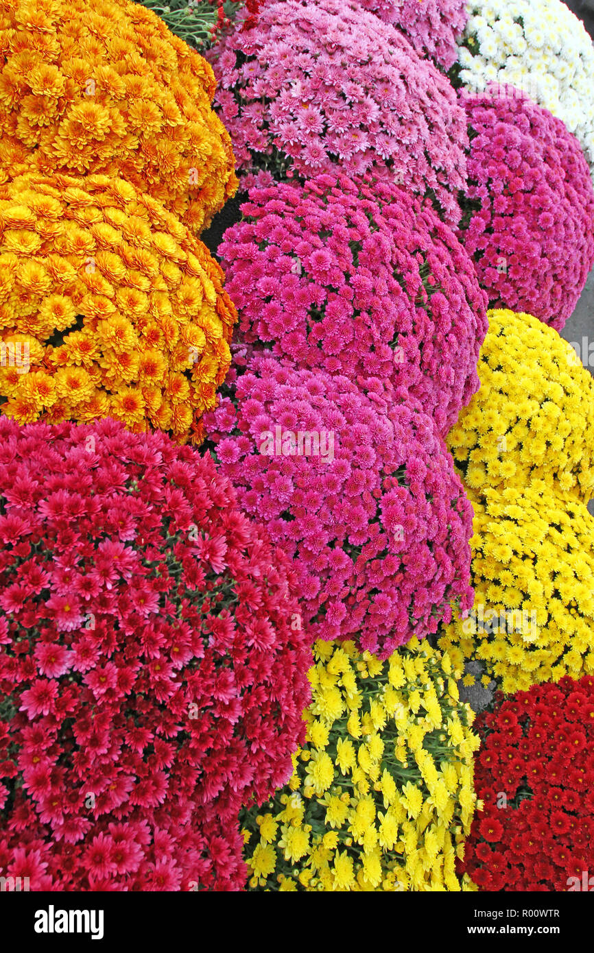 A bouquet of beautiful chrysanthemum flowers outdoors. Chrysanthemums ...