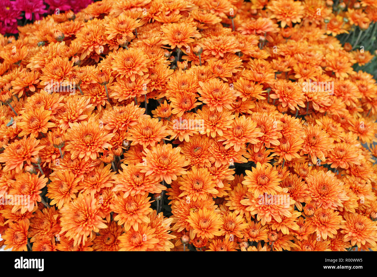 A bouquet of beautiful chrysanthemum flowers outdoors. Chrysanthemums ...