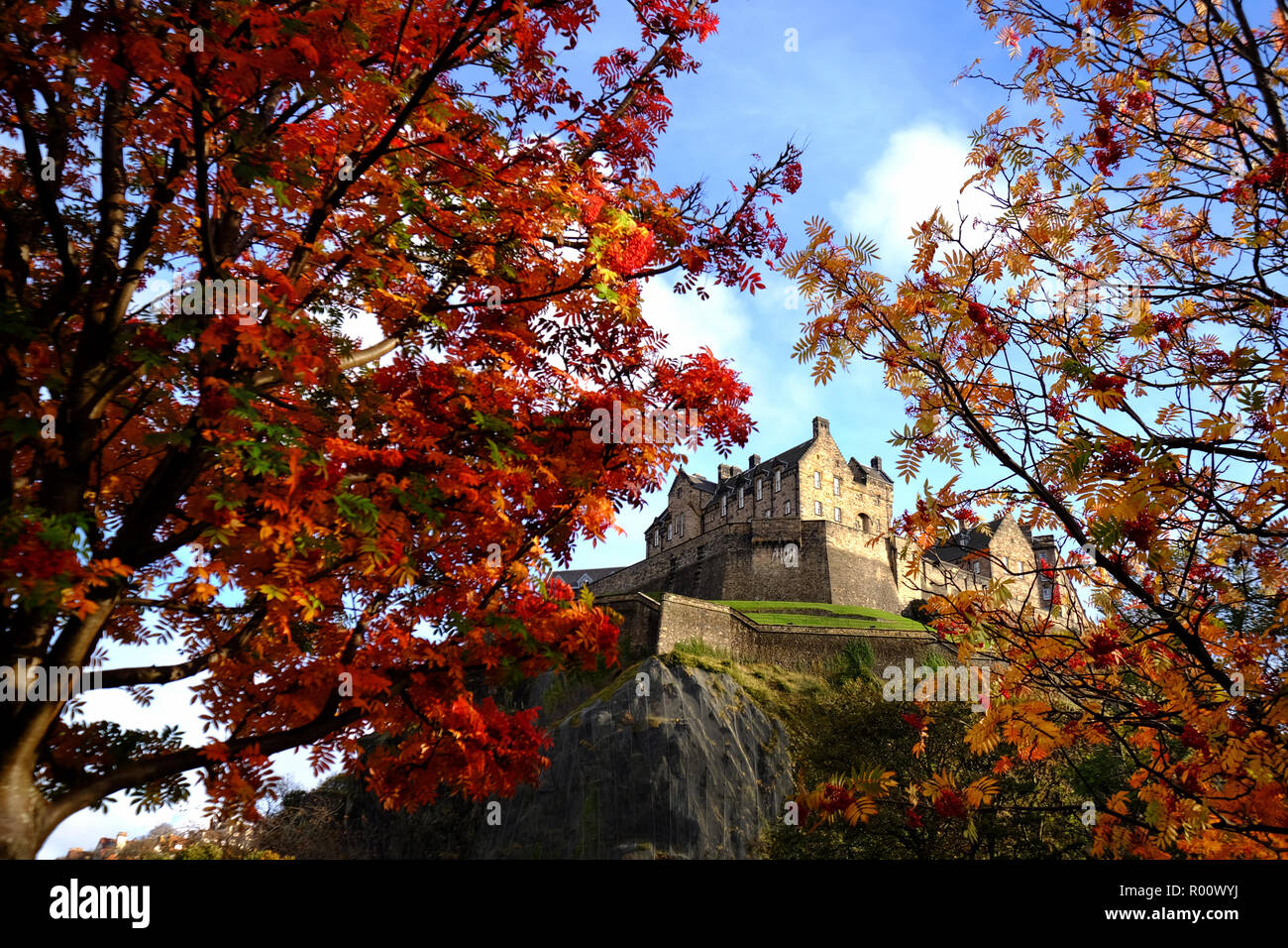 A view of Edinburgh Castle through the Rowan trees displaying their ...