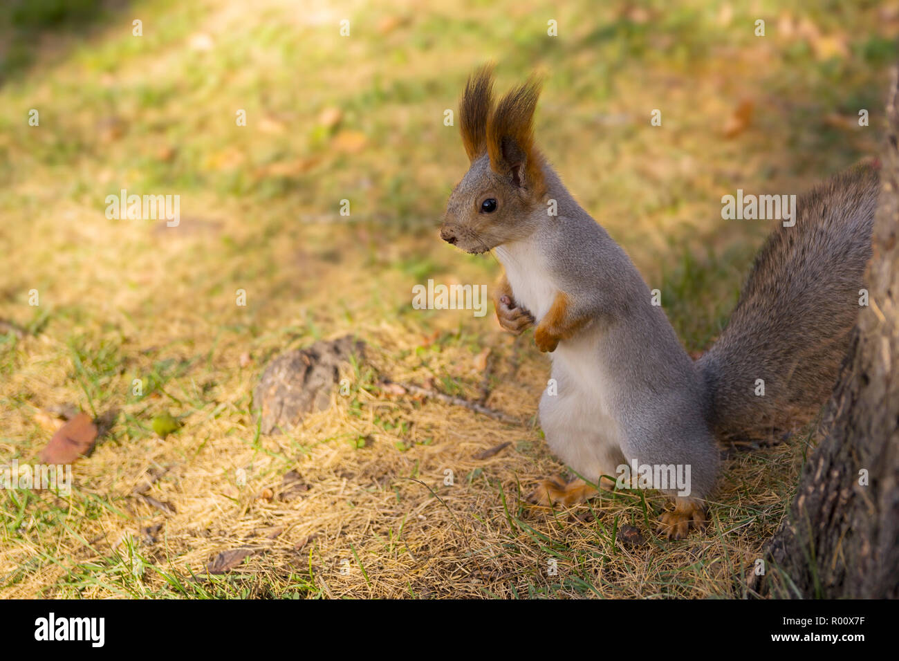 squirrel standing on two legs on grass facing the camera Stock Photo ...
