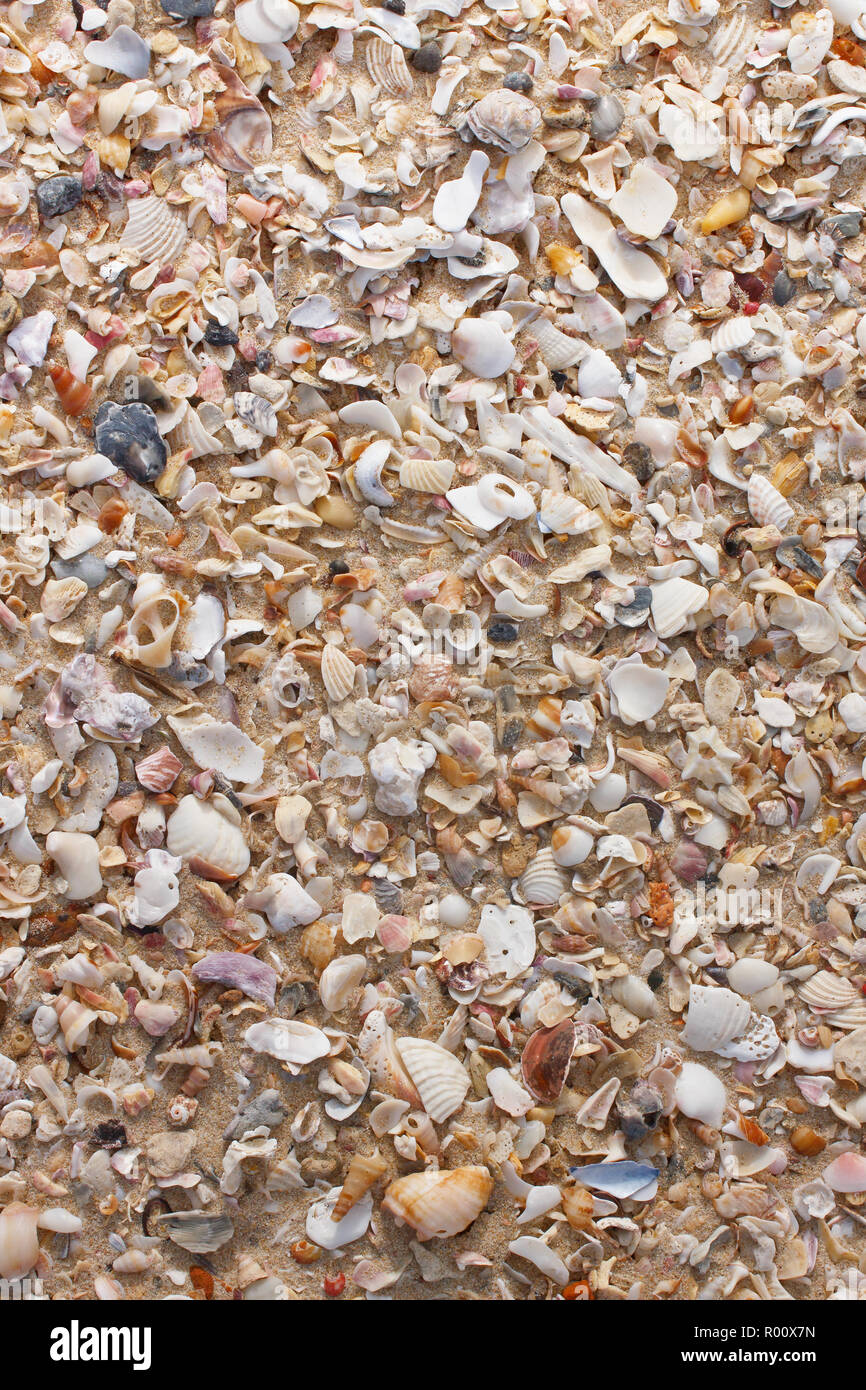 Seashells mixed with beach sand. Perfect as a summer background Stock ...