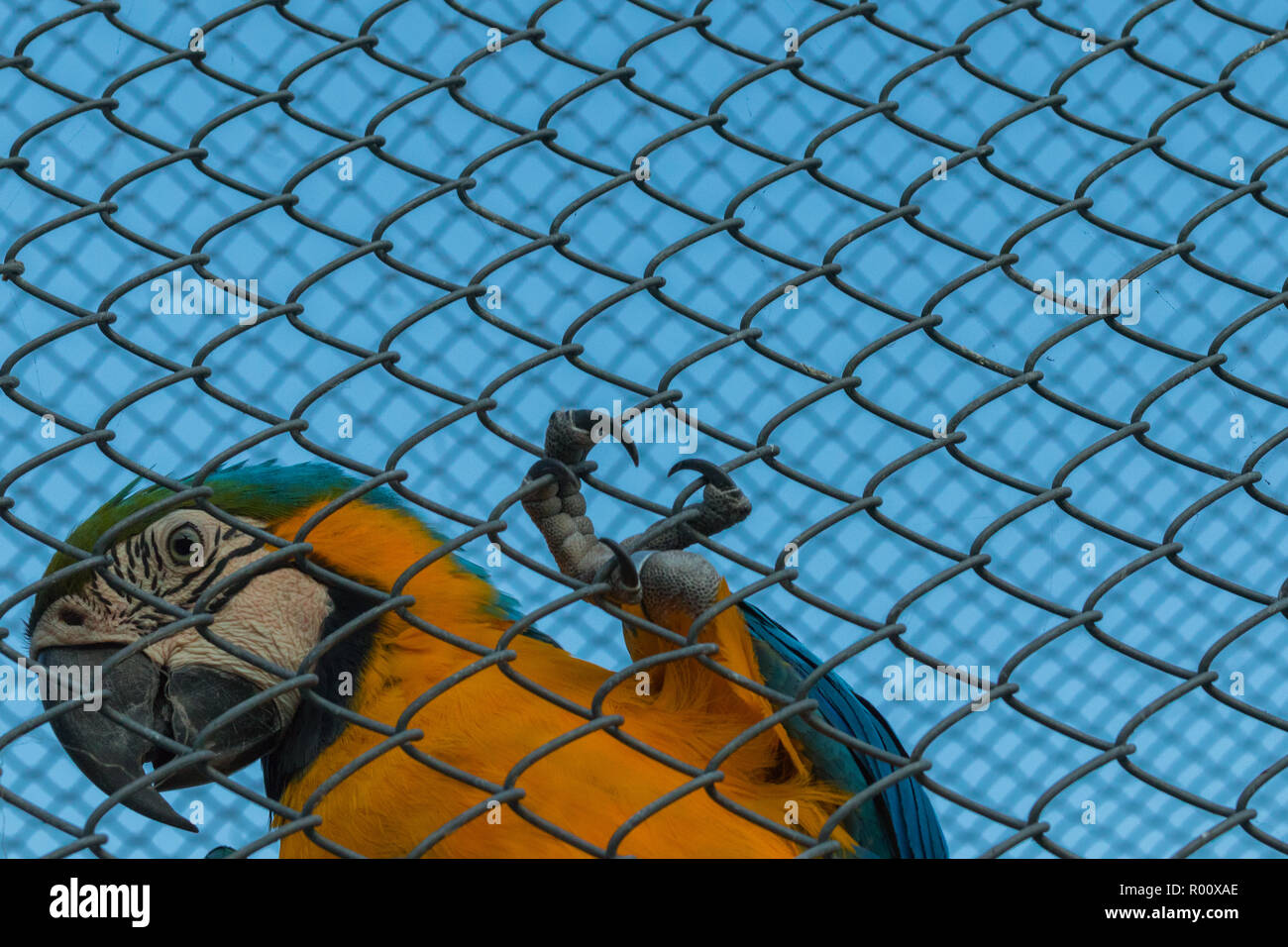 Parrot in a cage hi-res stock photography and images - Alamy