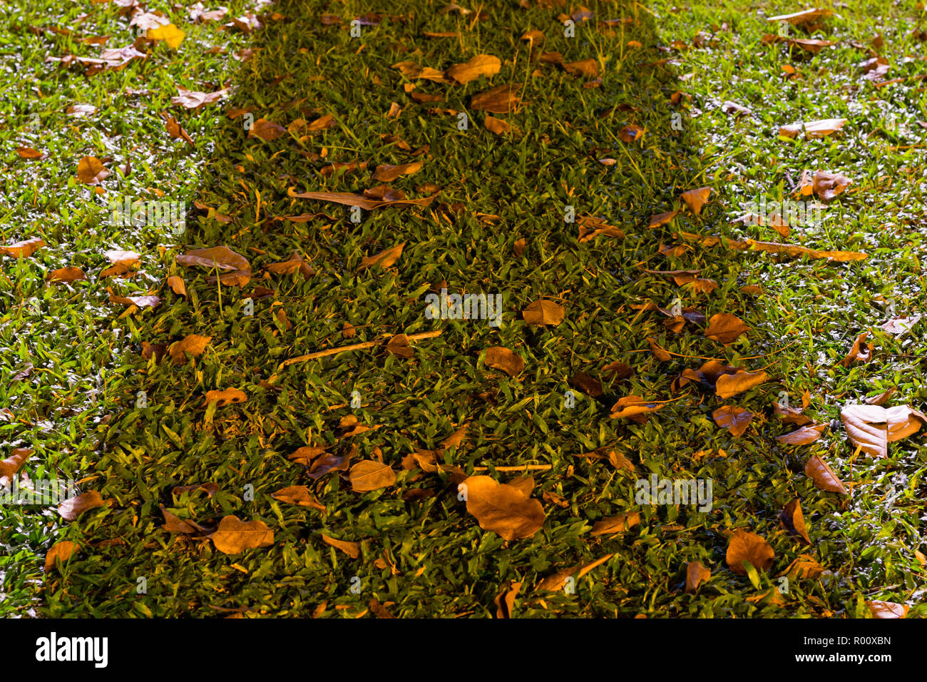 Light and shadow in the park hi-res stock photography and images - Alamy